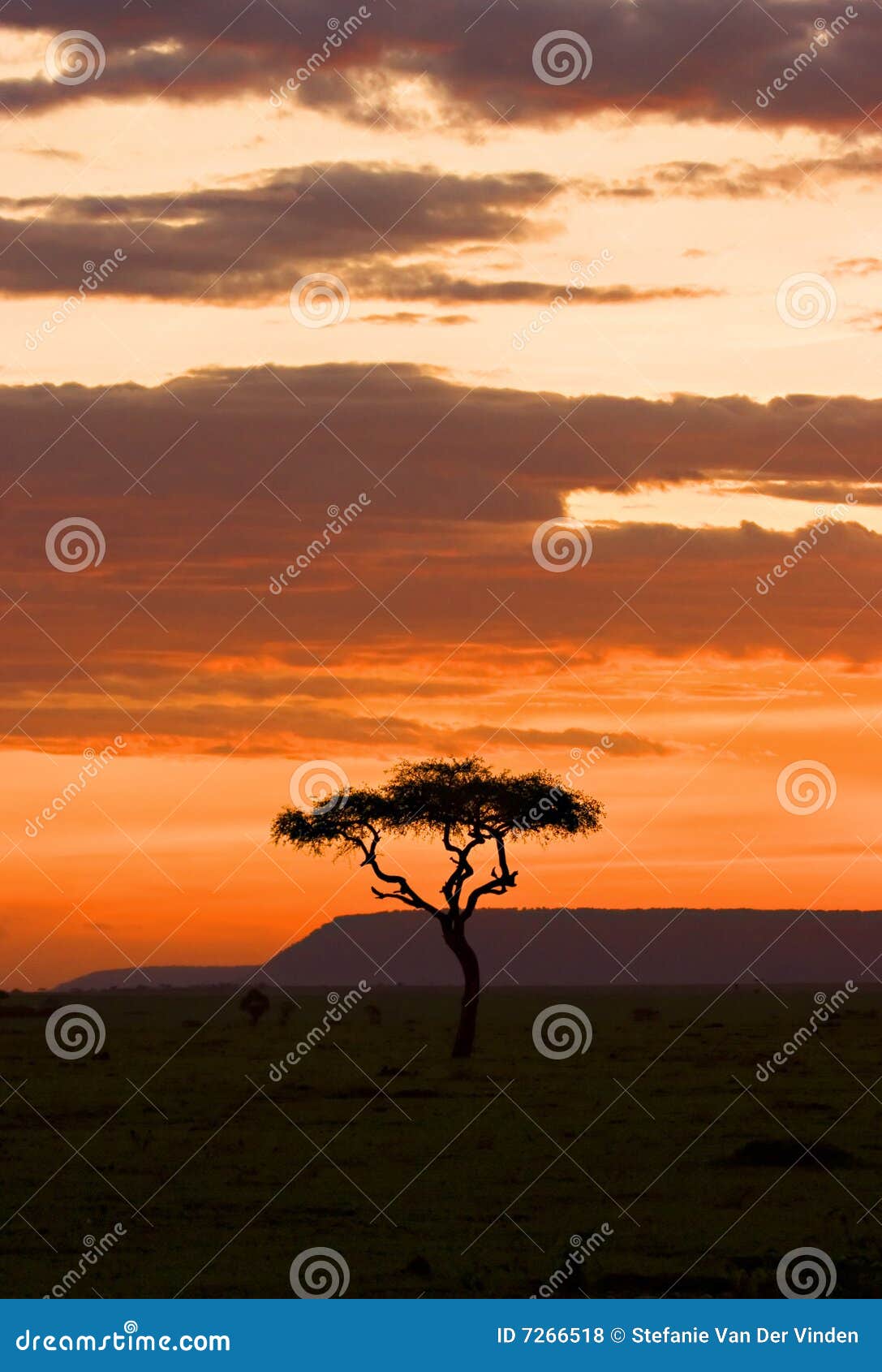 Acacia Tree Sunset Masai Mara Stock Photo - Image of plain, plains: 7266518