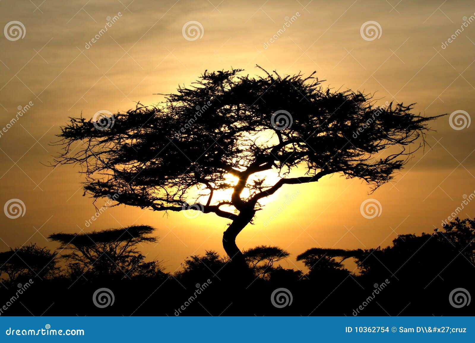 Acacia Tree Sunset, Serengeti, Africa Stock Photo - Image of ecotourism ...