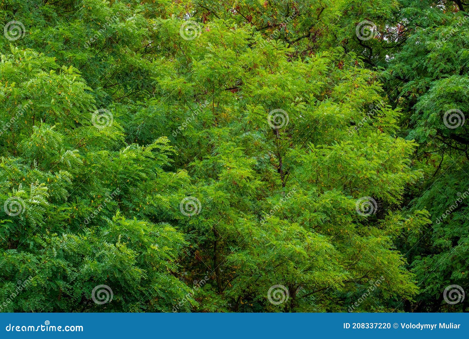 Acacia Tree with Thick Green Leaves, Background of Green Leaves Stock ...