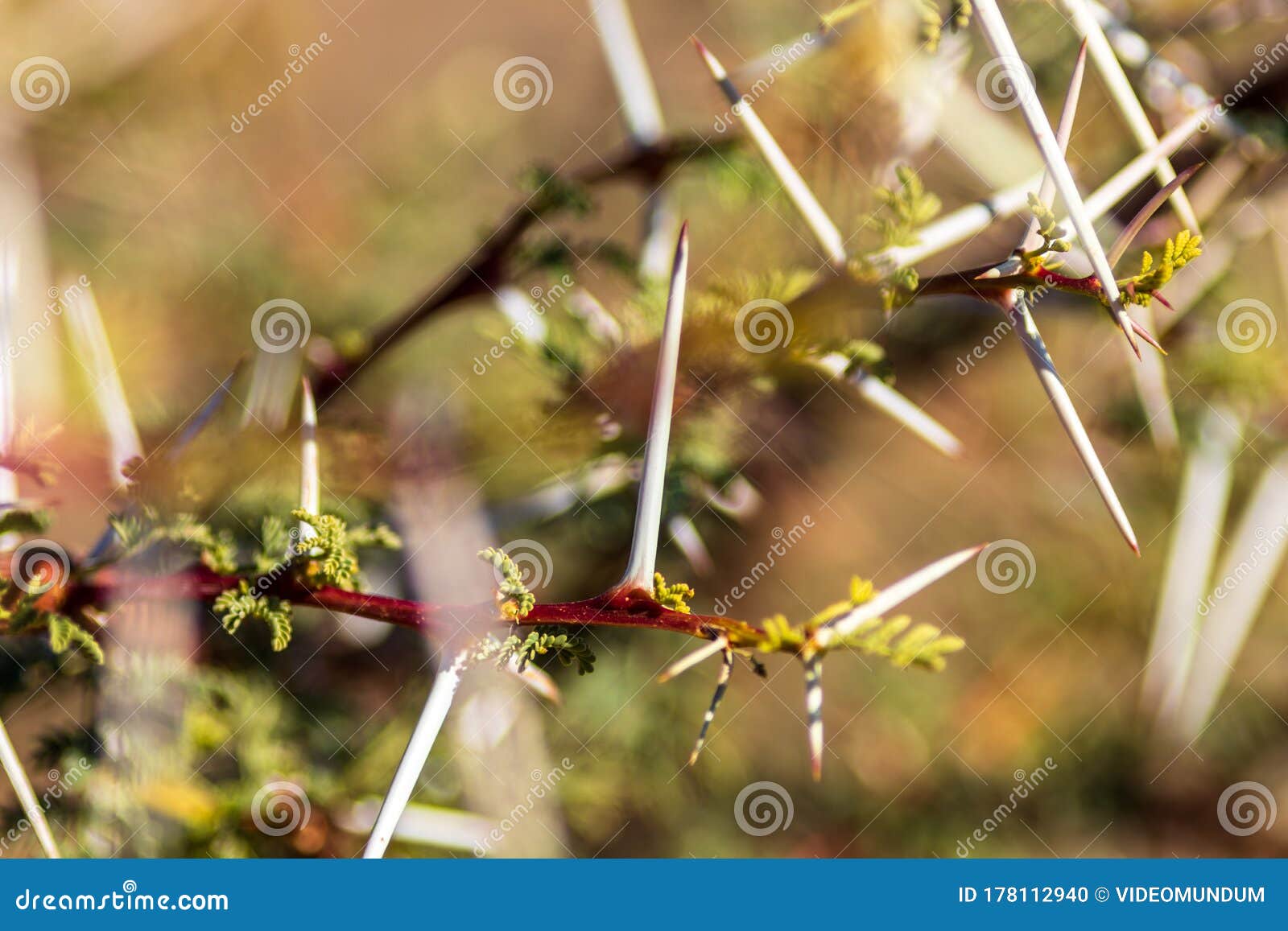 Macro Shot of Sharp Acacia Tree Thorns Stock Photo - Image of bush ...