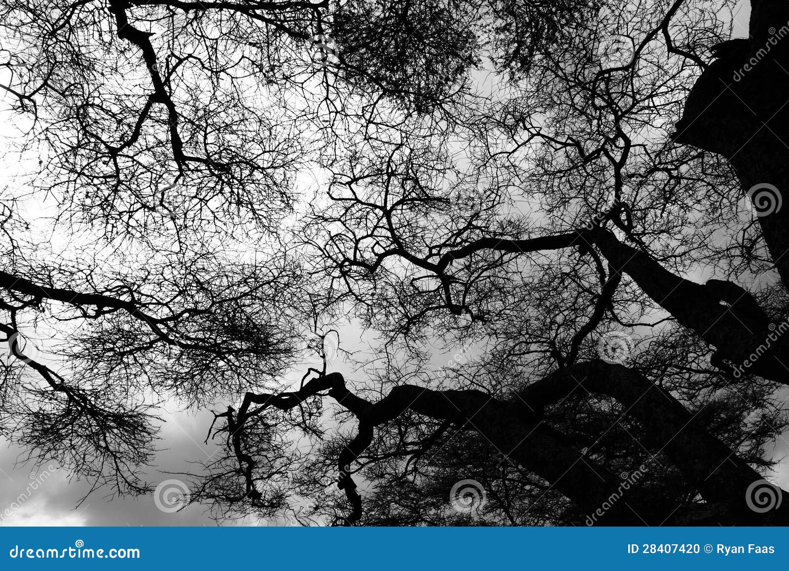 Acacia Tree Tops Silhouette Stock Photo - Image of clouds, whiite: 28407420