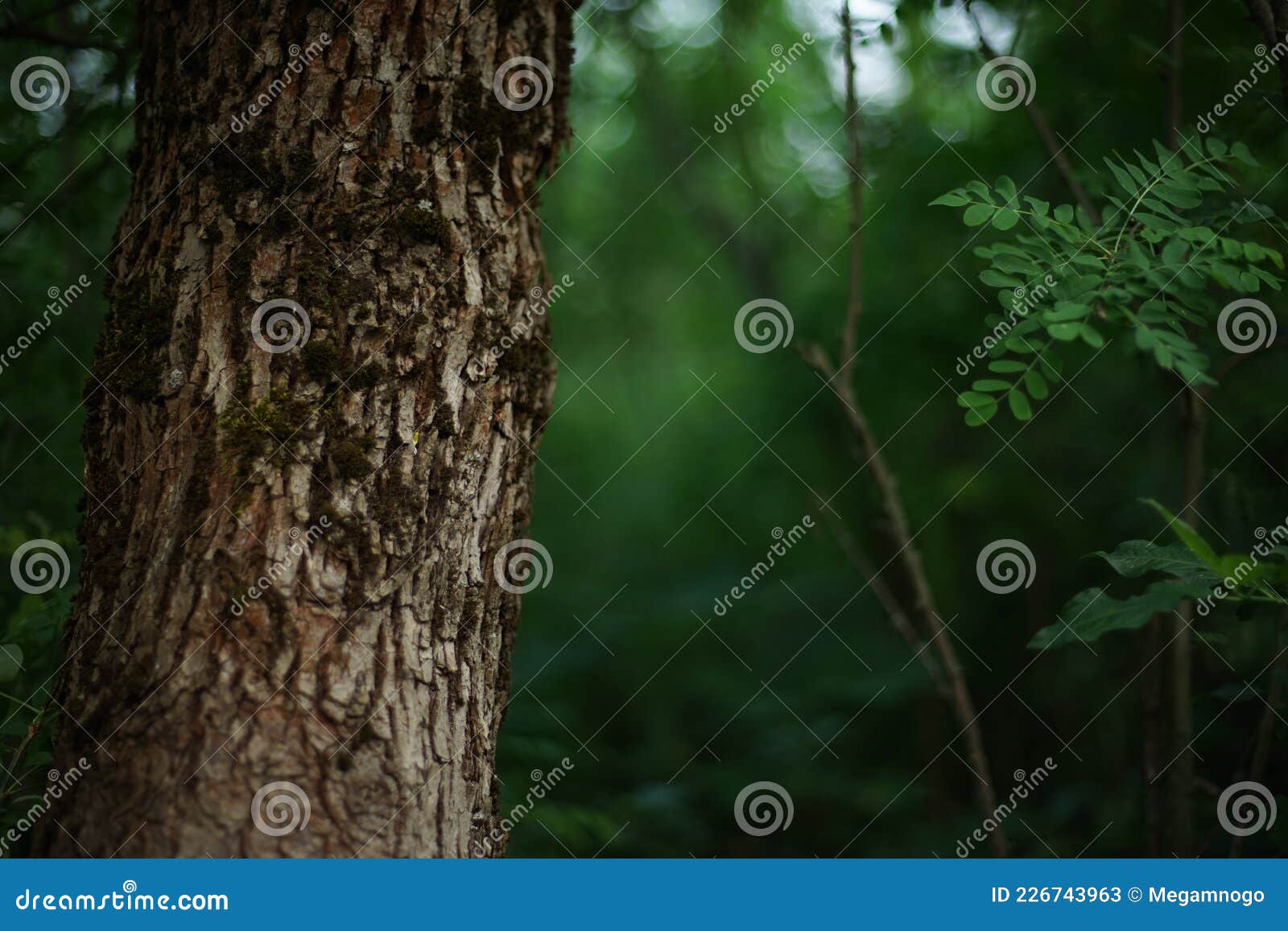 Acacia Tree Trunk in Dark Spring Forest Stock Image - Image of ...