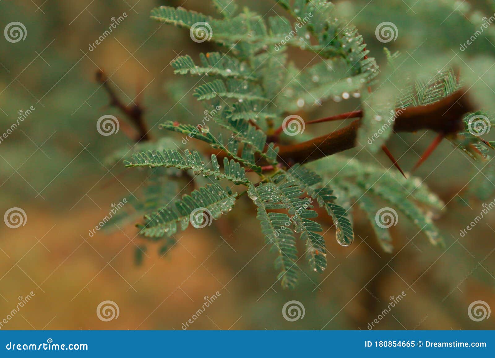 Acacia tree under the rain stock image. Image of herbal - 180854665
