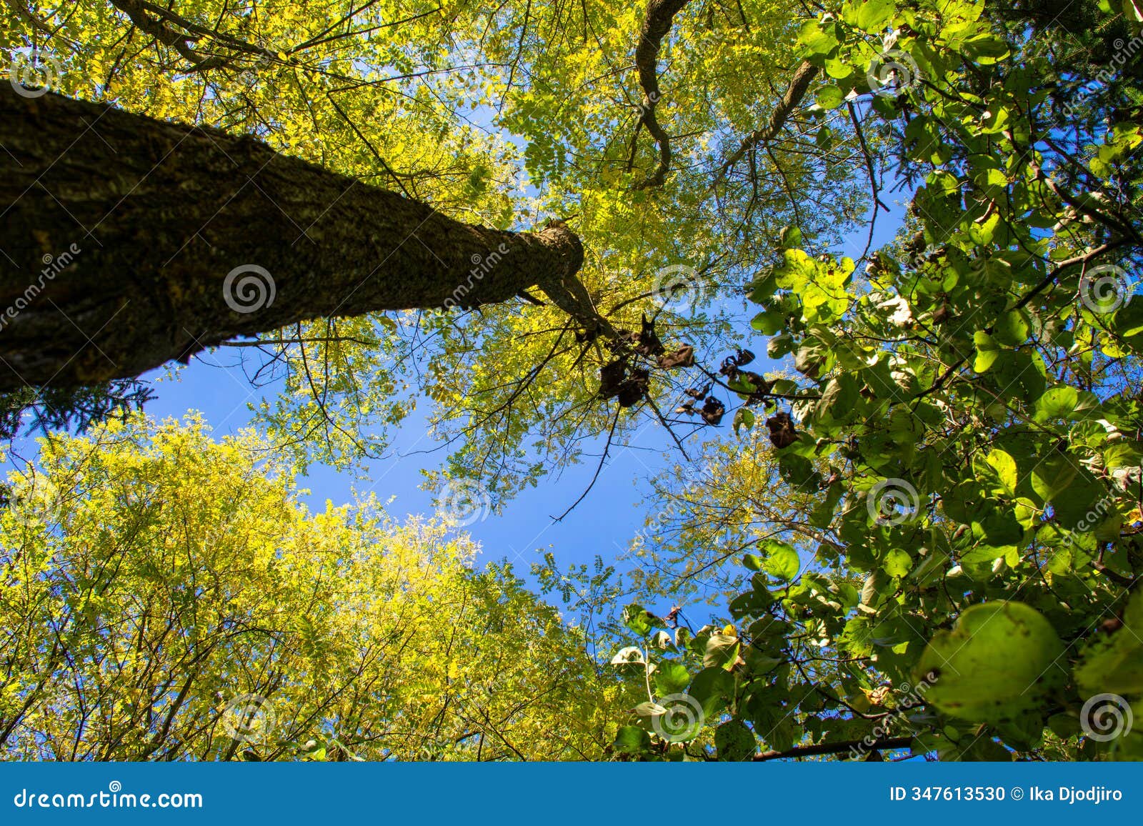 Acacia tree stock photo. Image of leaf, yellow, plant - 347613530