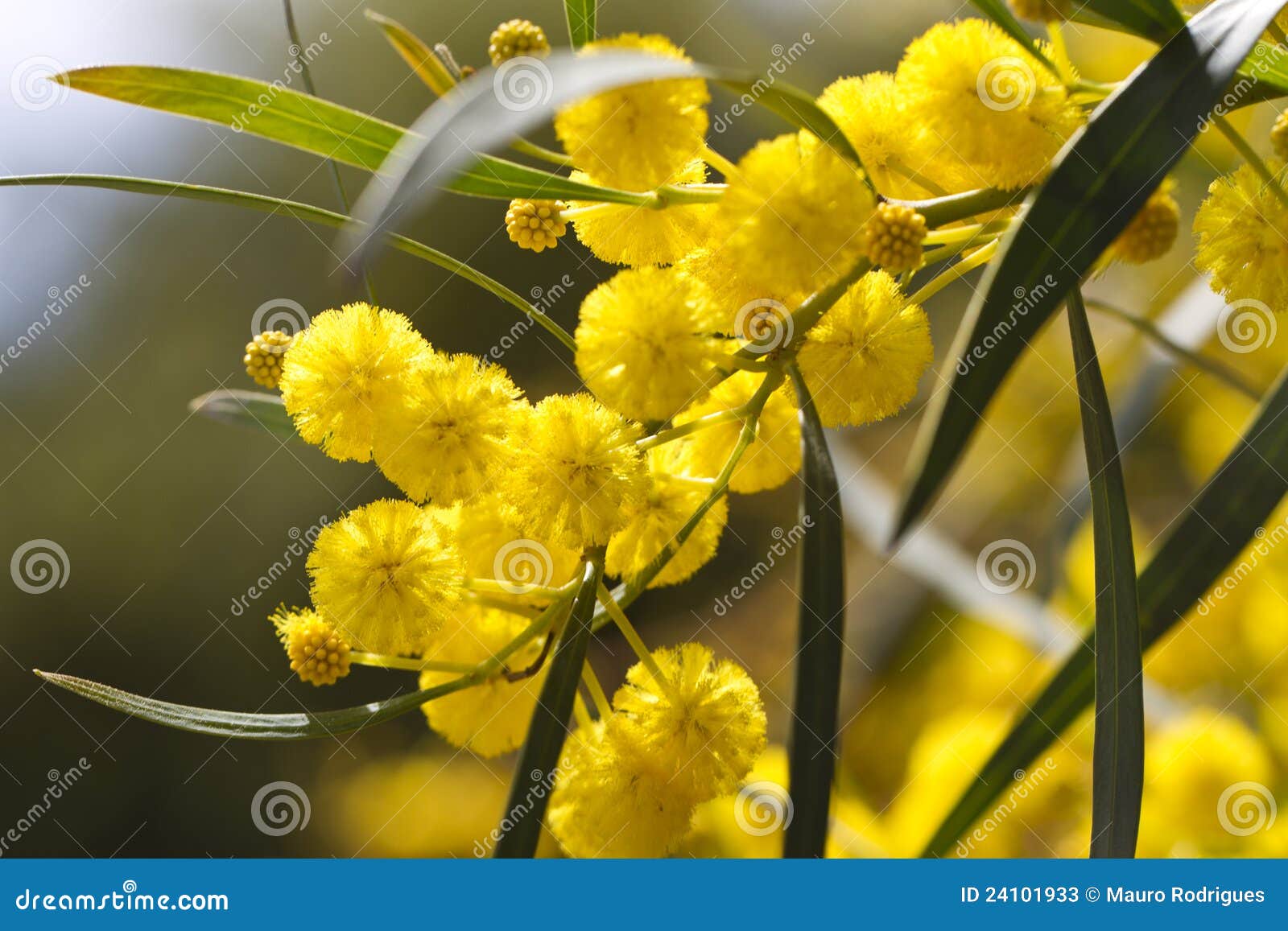 Acacia trees stock image. Image of nature, bunch, blooming - 24101933