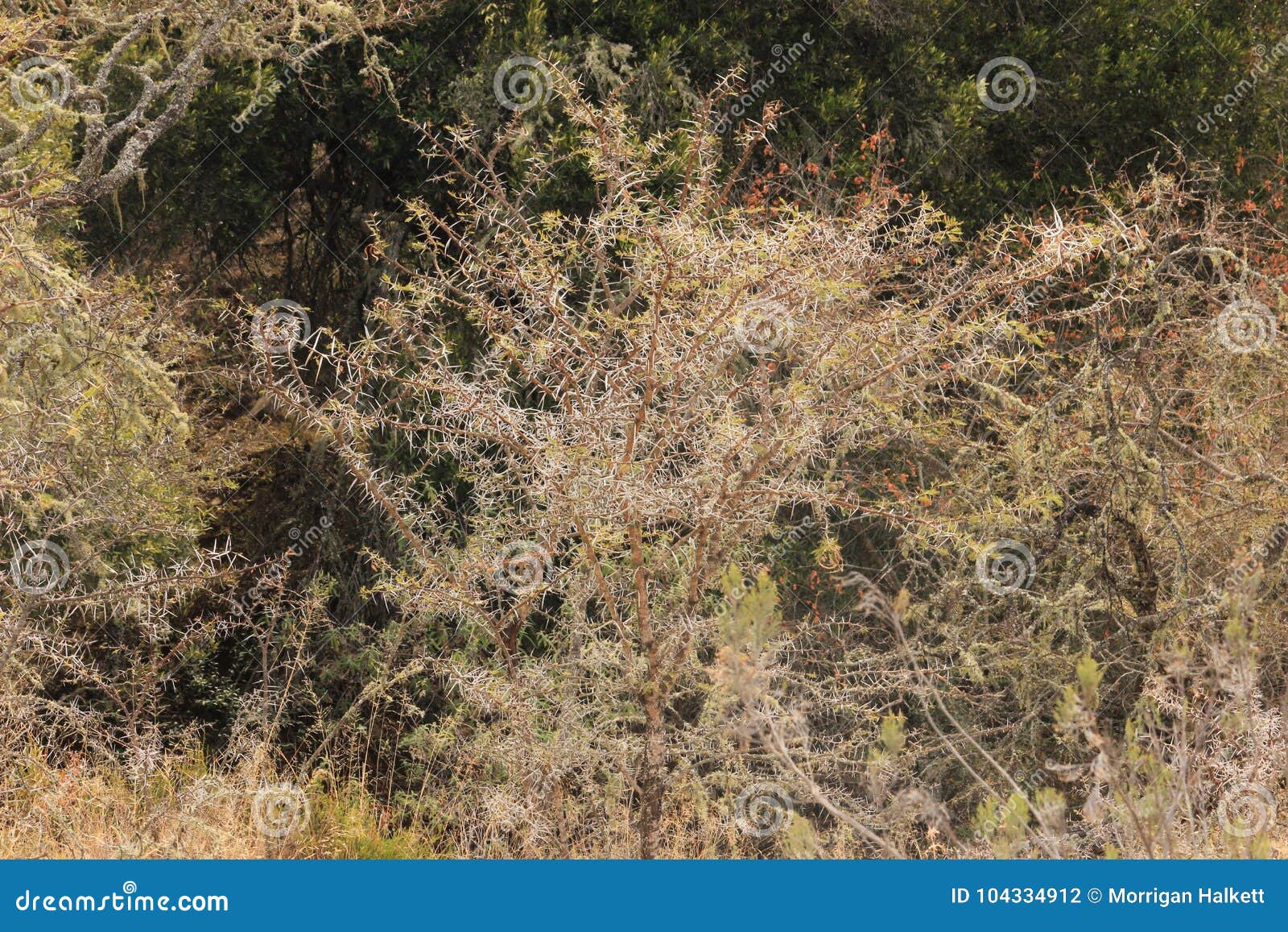 Acacia tree in a drought stock photo. Image of dirt - 104334912