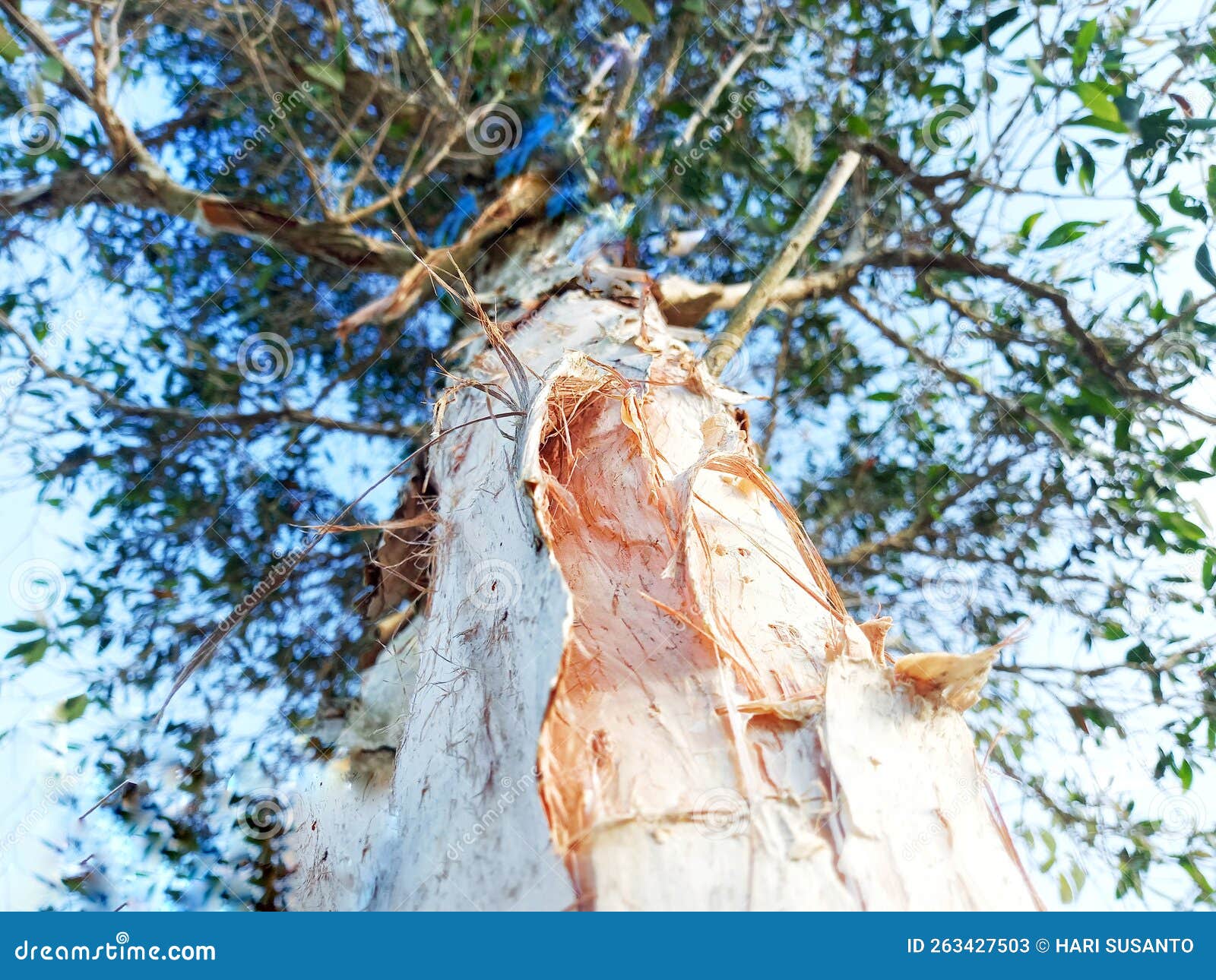 Acacia Trees. the Location is on a Leafy Stone Beach in Dabo Singkep ...