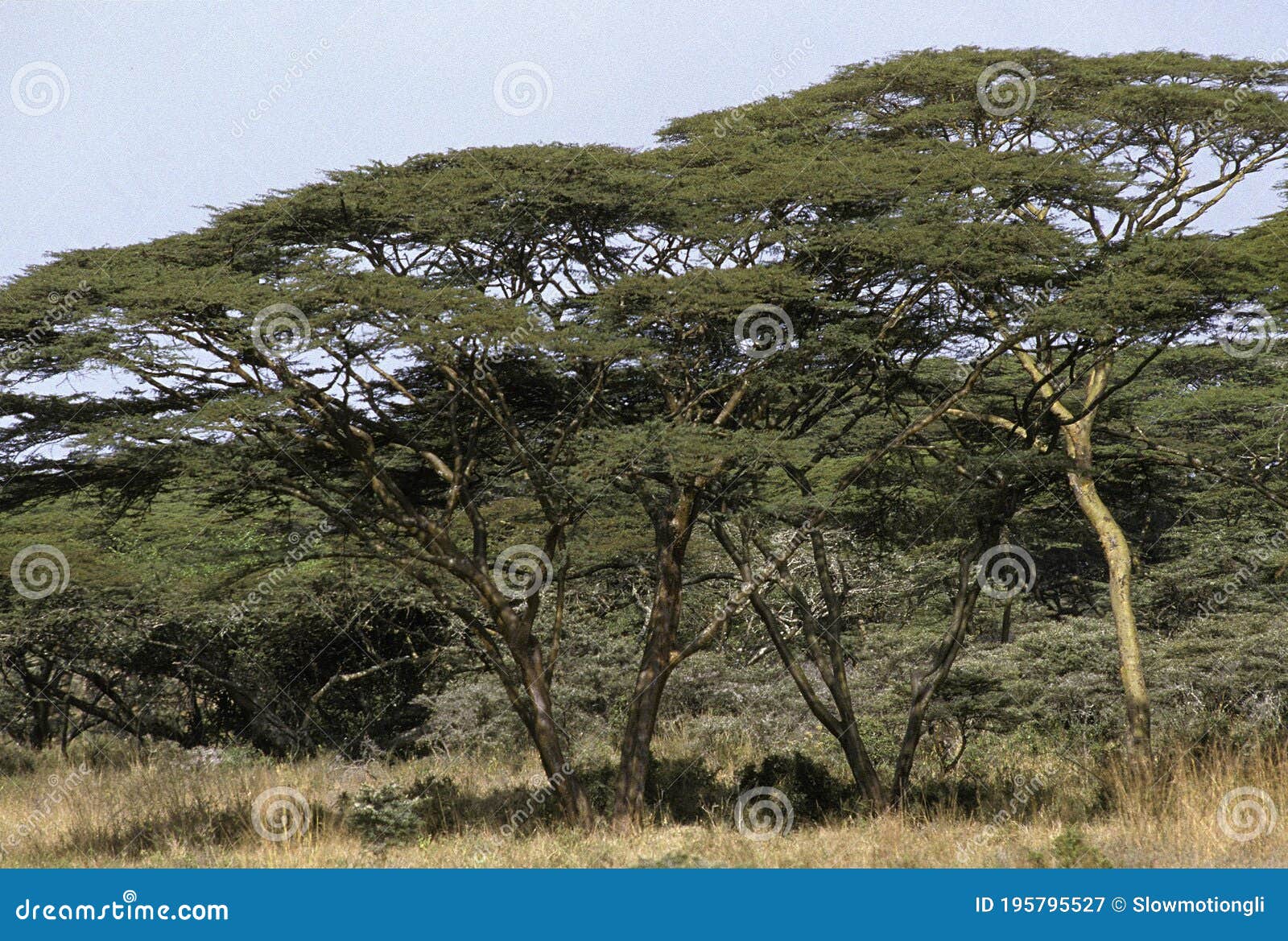 Acacia Trees, Masai Mara Park in Kenya Stock Image - Image of botany ...