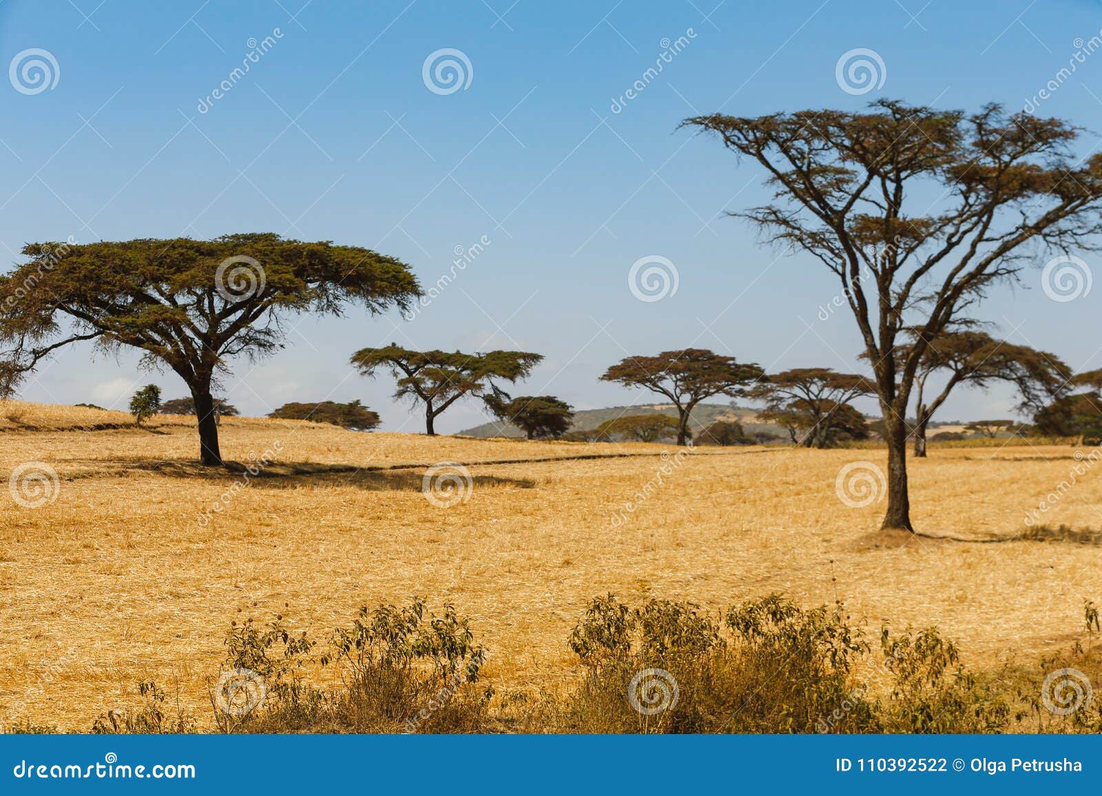 Acacia Trees in the Savannah Stock Photo - Image of safari, wildlife ... Acacia Trees in the Savannah Stock Photo - Image of safari, wildlife ...