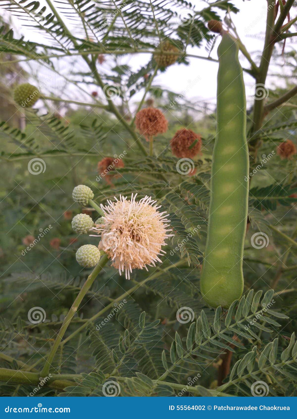 Acacia trees stock photo. Image of ornamental, smell - 55564002