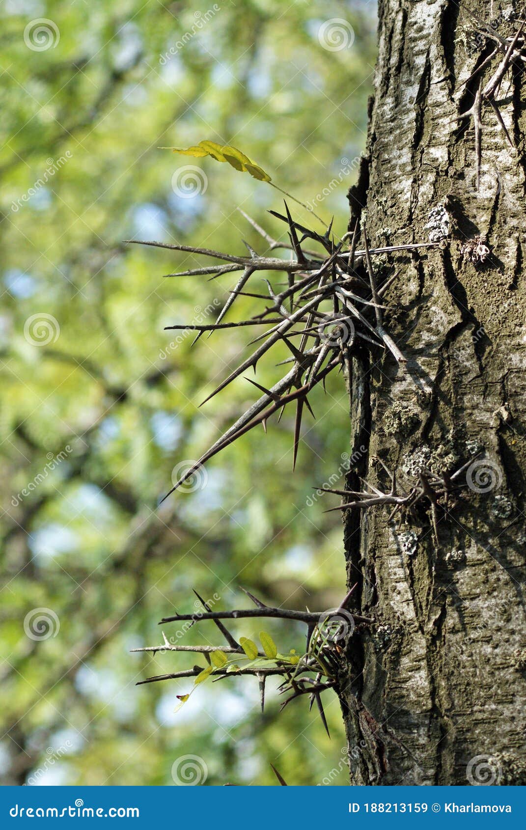 Acacia Trunk with Spikes. Close Up Stock Image - Image of bush ...