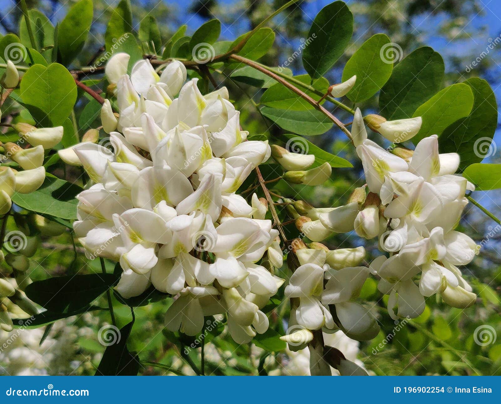 Acacia white stock photo. Image of picturesque, leaf - 196902254
