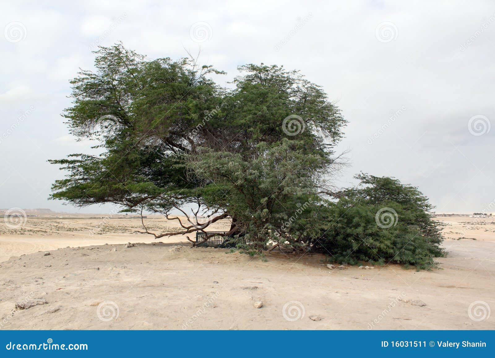 Acacia y desierto imagen de archivo. Imagen de clima - 16031511