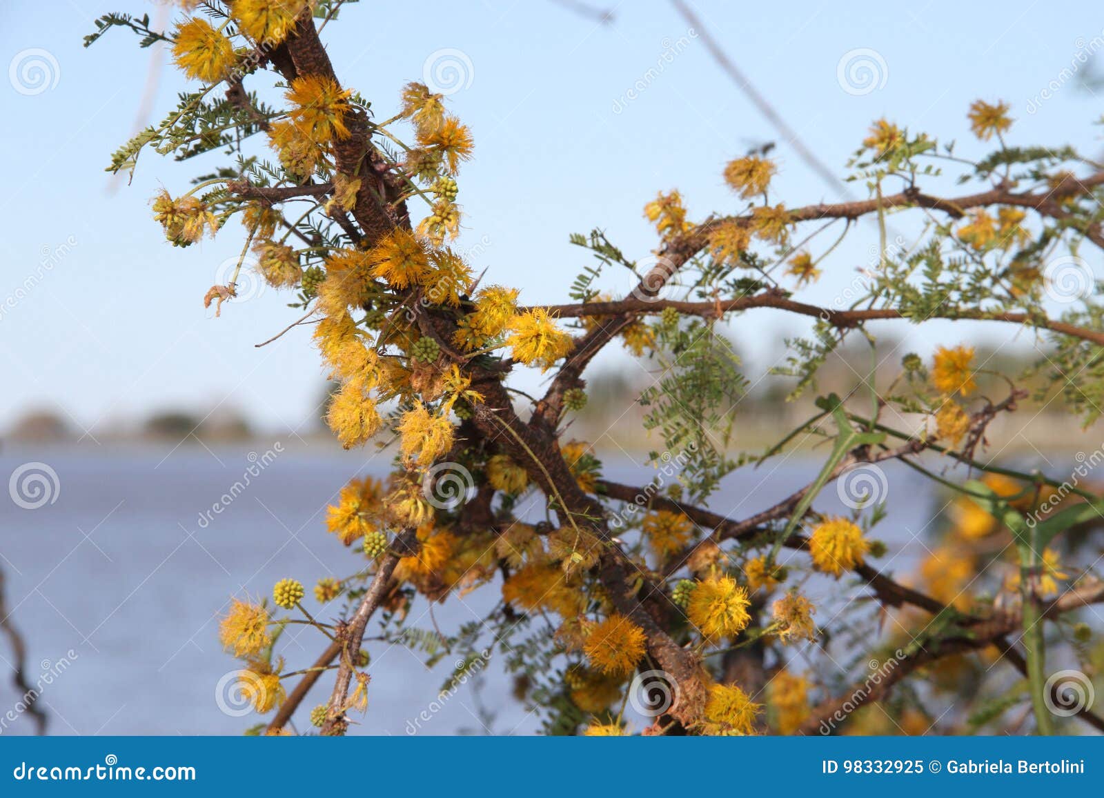 Acacia yellow flower stock image. Image of flower, blossom - 98332925