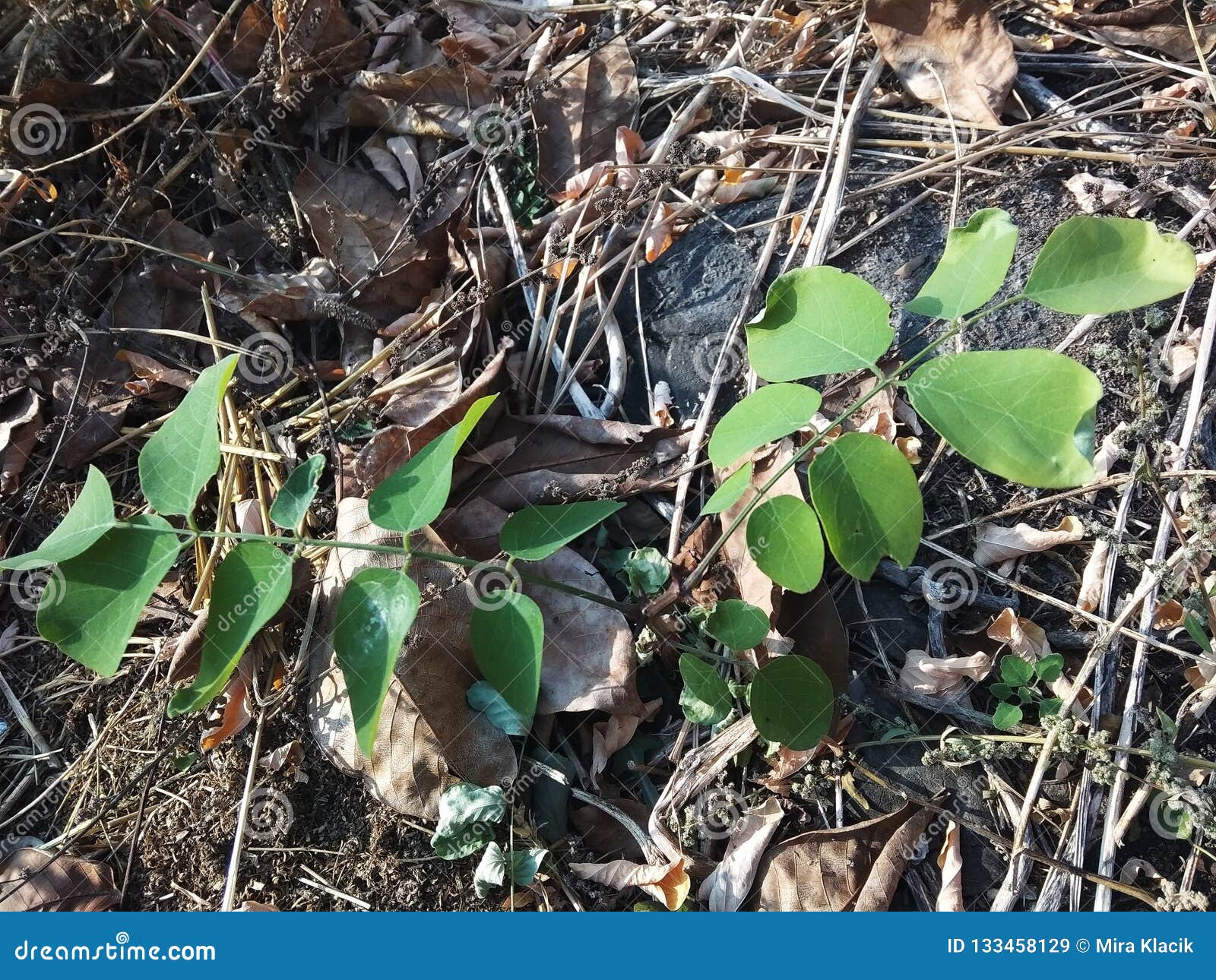 Acacia stock image. Image of acacia, timber, young, tree - 133458129