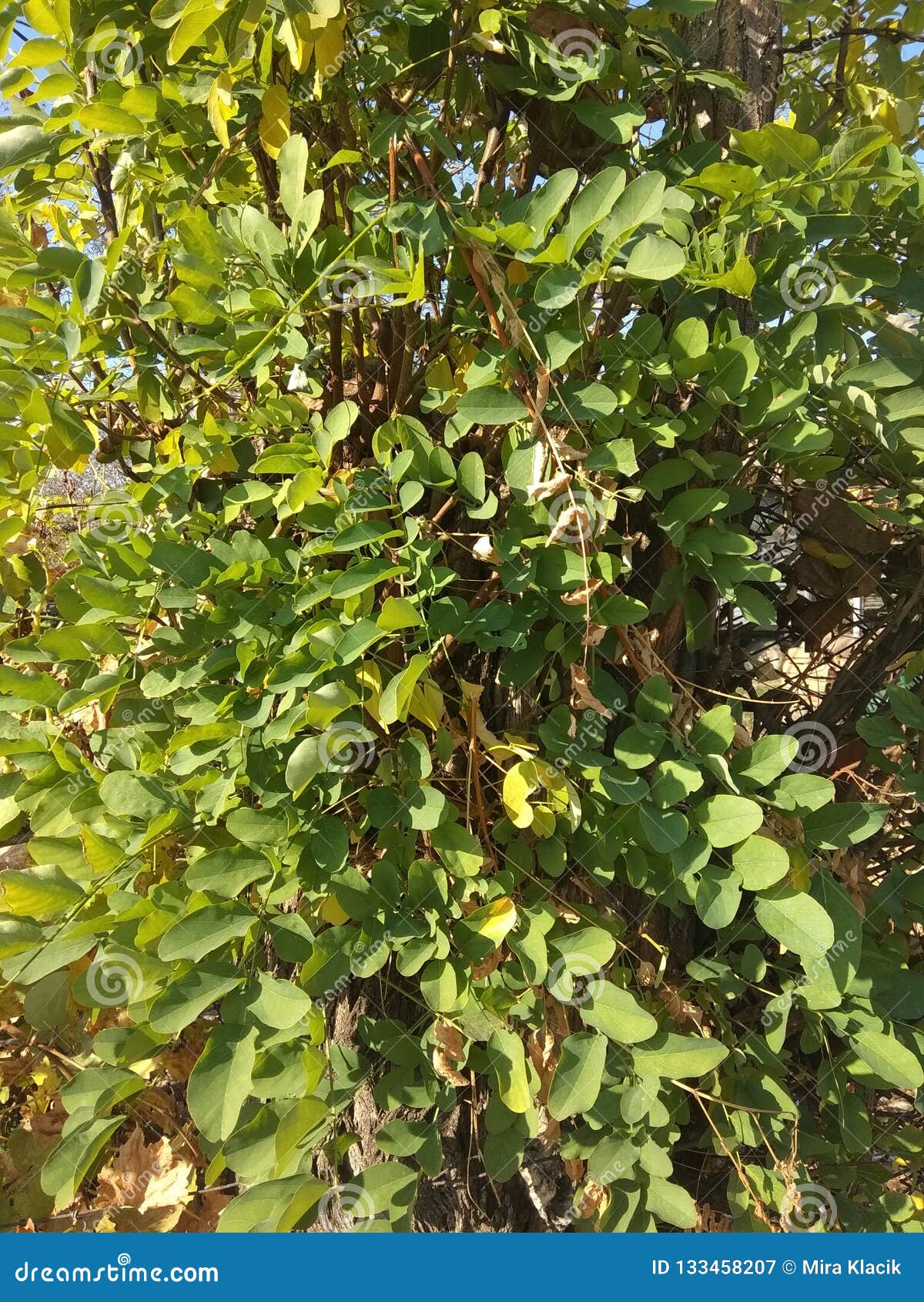Acacia stock image. Image of tree, young, nature, timber - 133458207