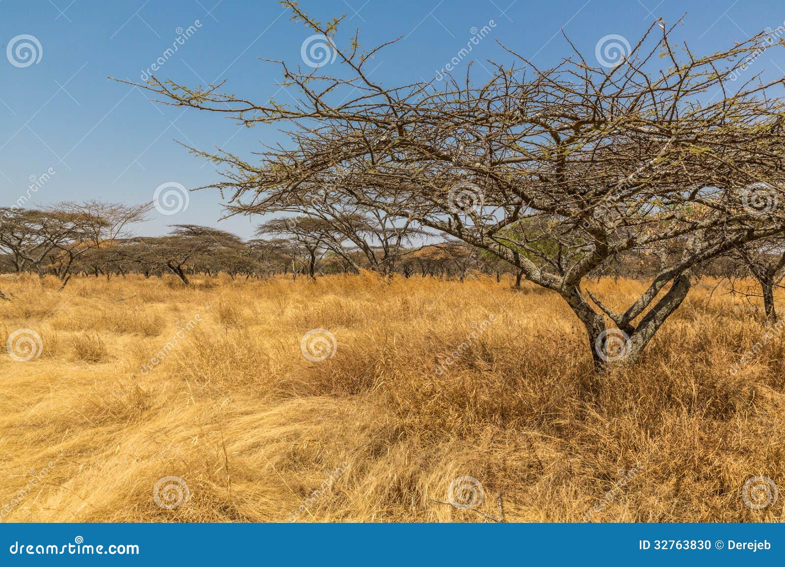 Acaciaboom stock foto. Image of landschap, wolken, heet - 32763830