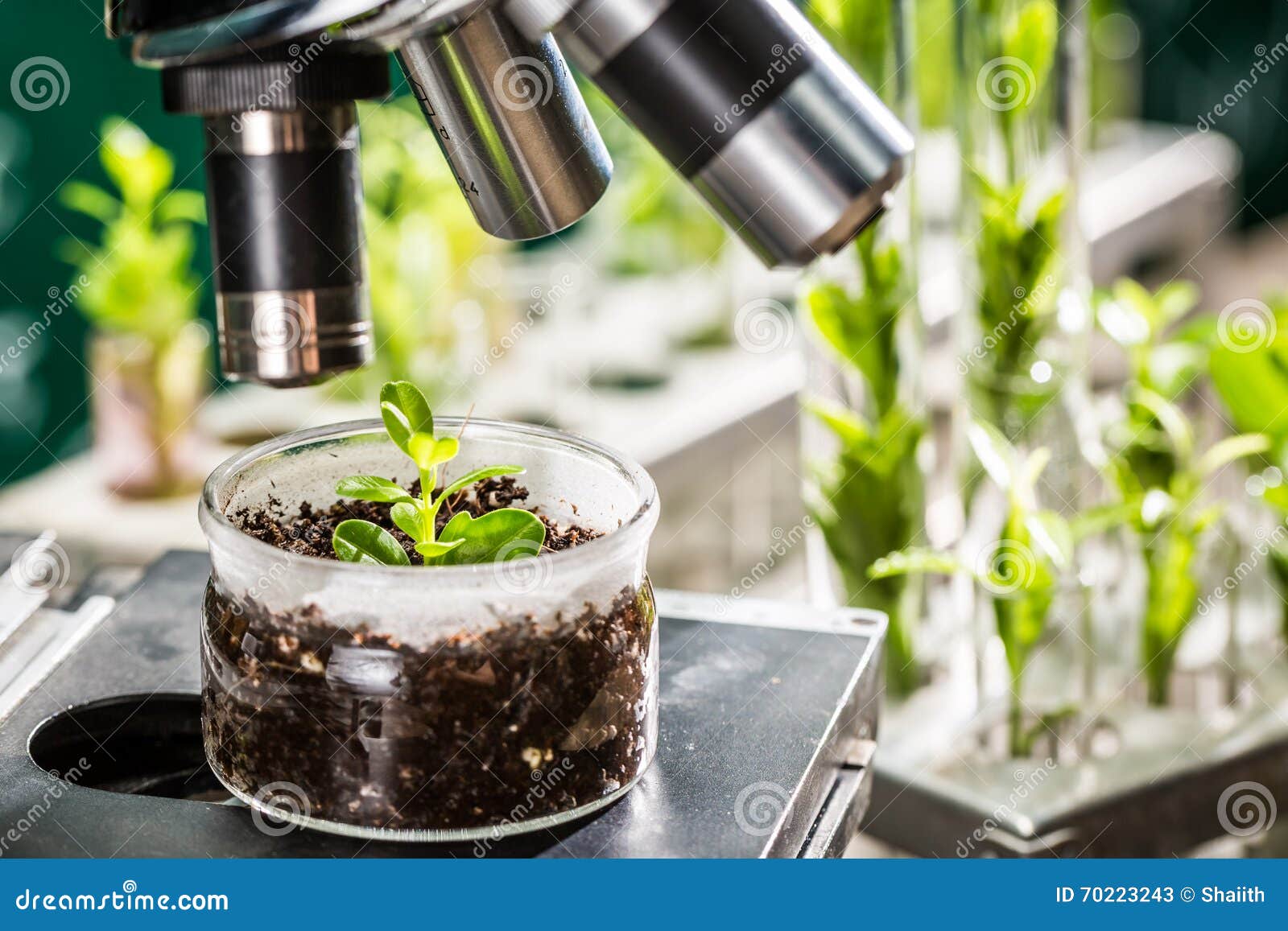 Academic Laboratory Exploring New Methods of Plant Breeding Stock Image ...