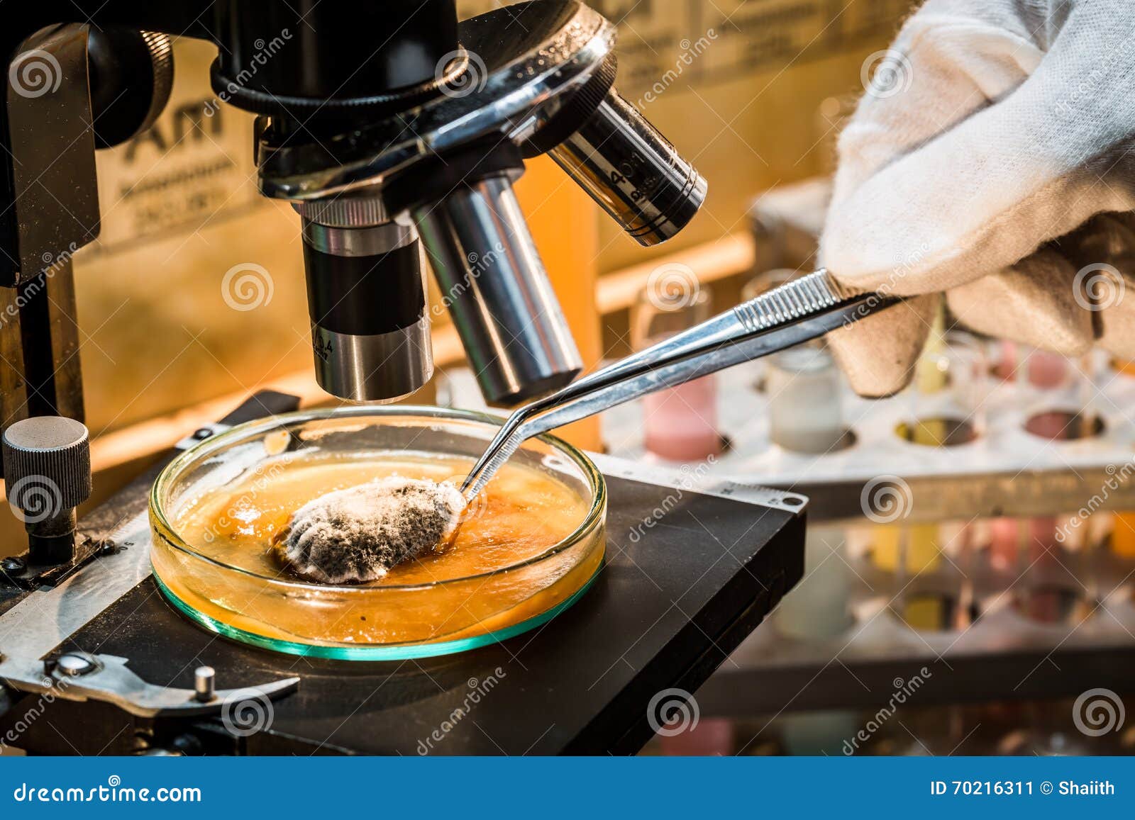 Academic Laboratory during the Mold Test Stock Image - Image of blue ...