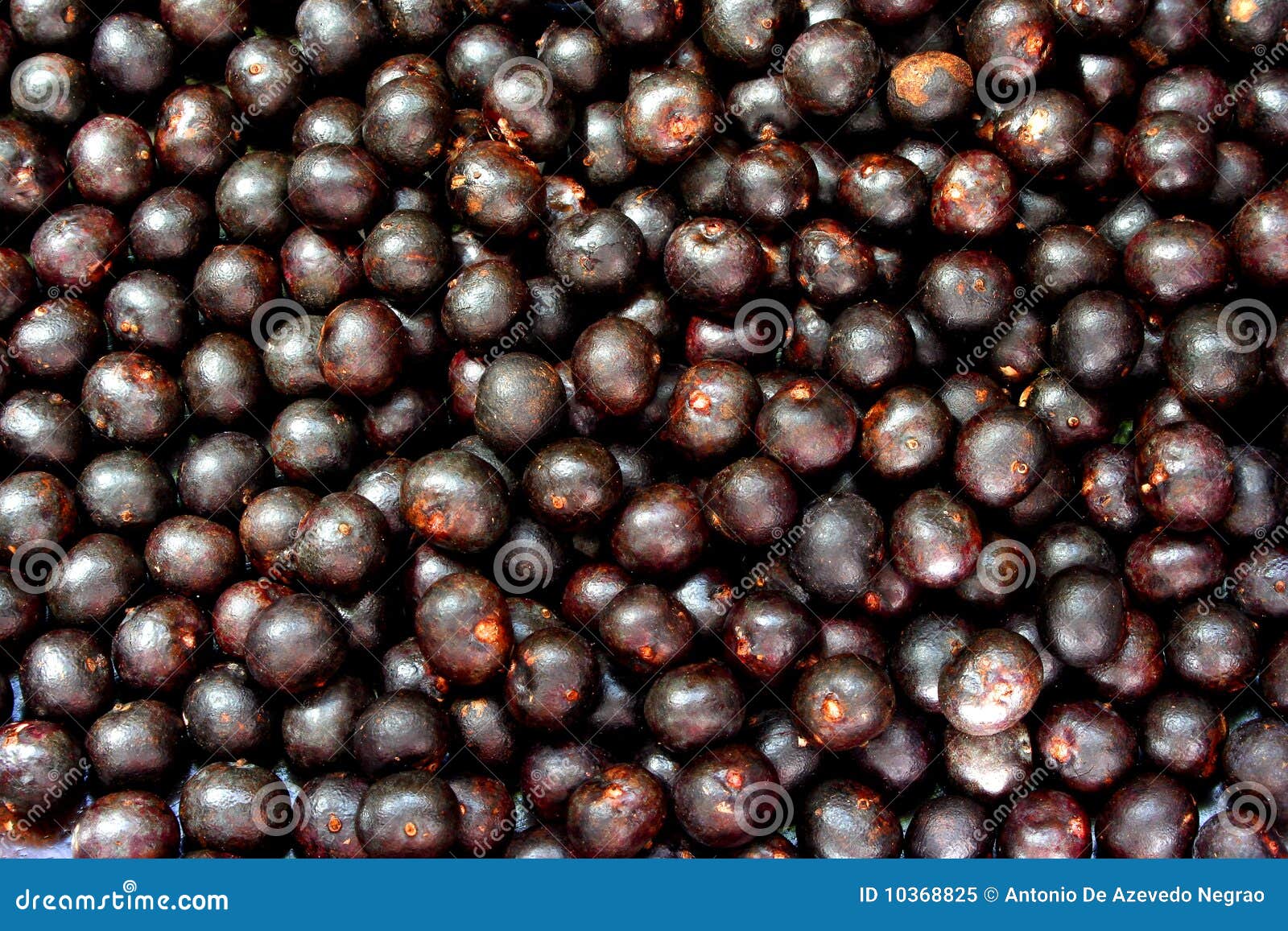 Acai stock image. Image of fruit, green, trees, leaf - 10368825