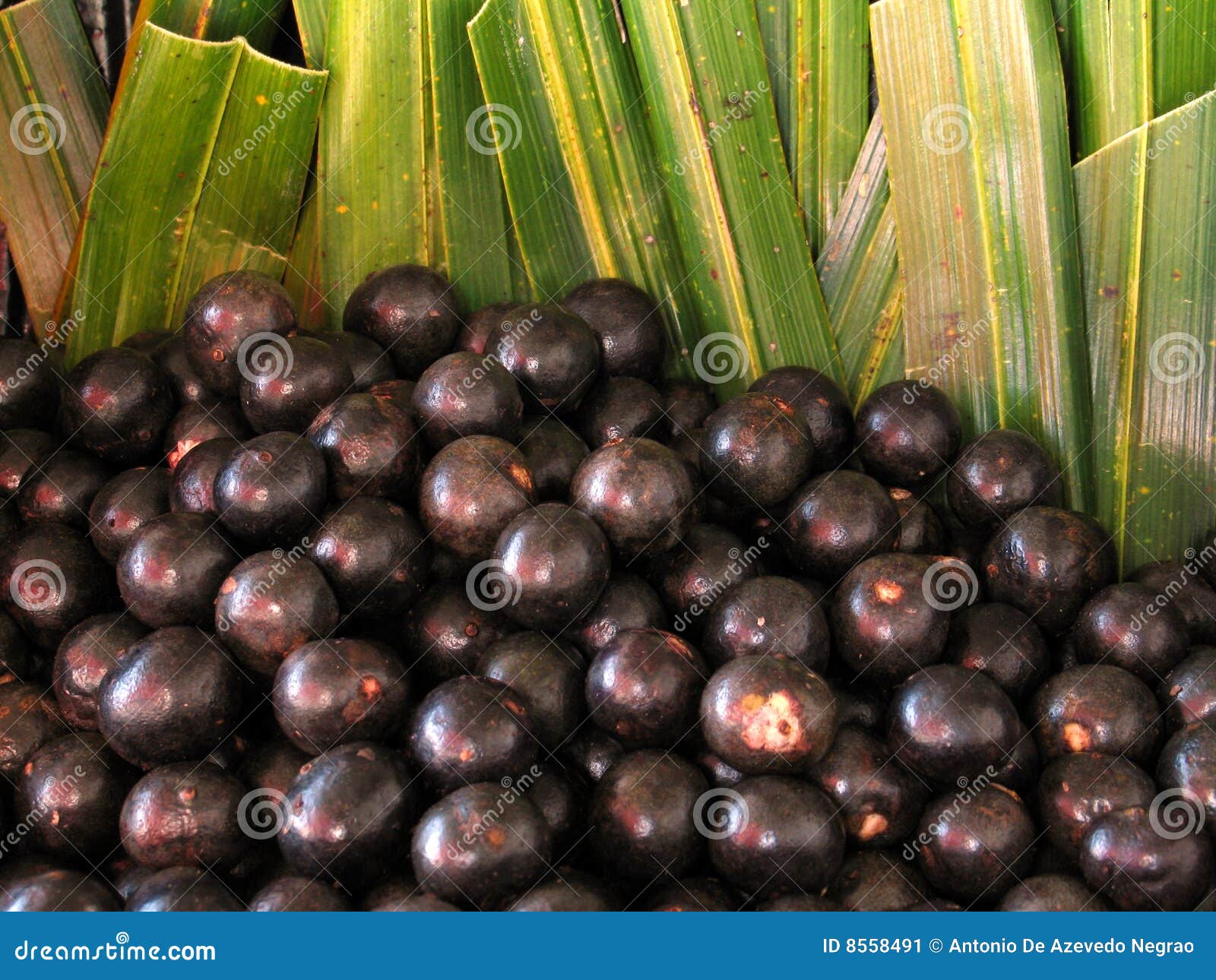 Acai stock image. Image of berries, clump, tropical, energy - 8558491