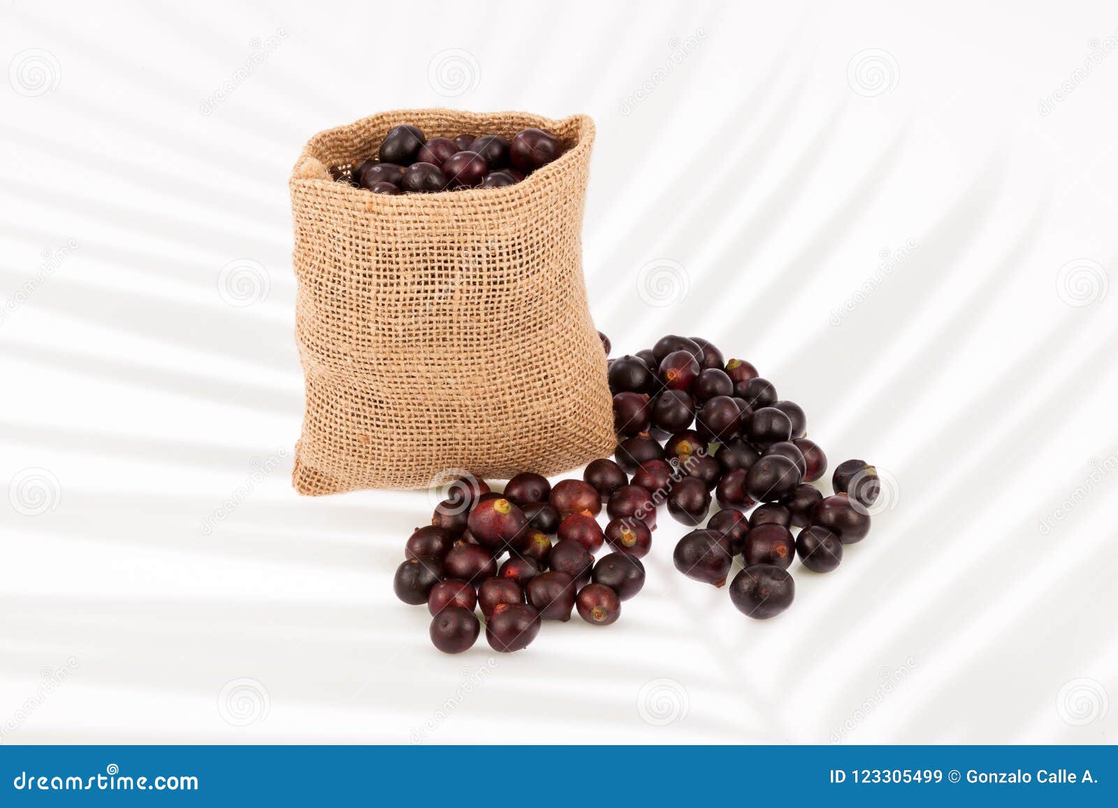 Acai amazonian fruit stock image. Image of grows, acaizeiros - 123305499