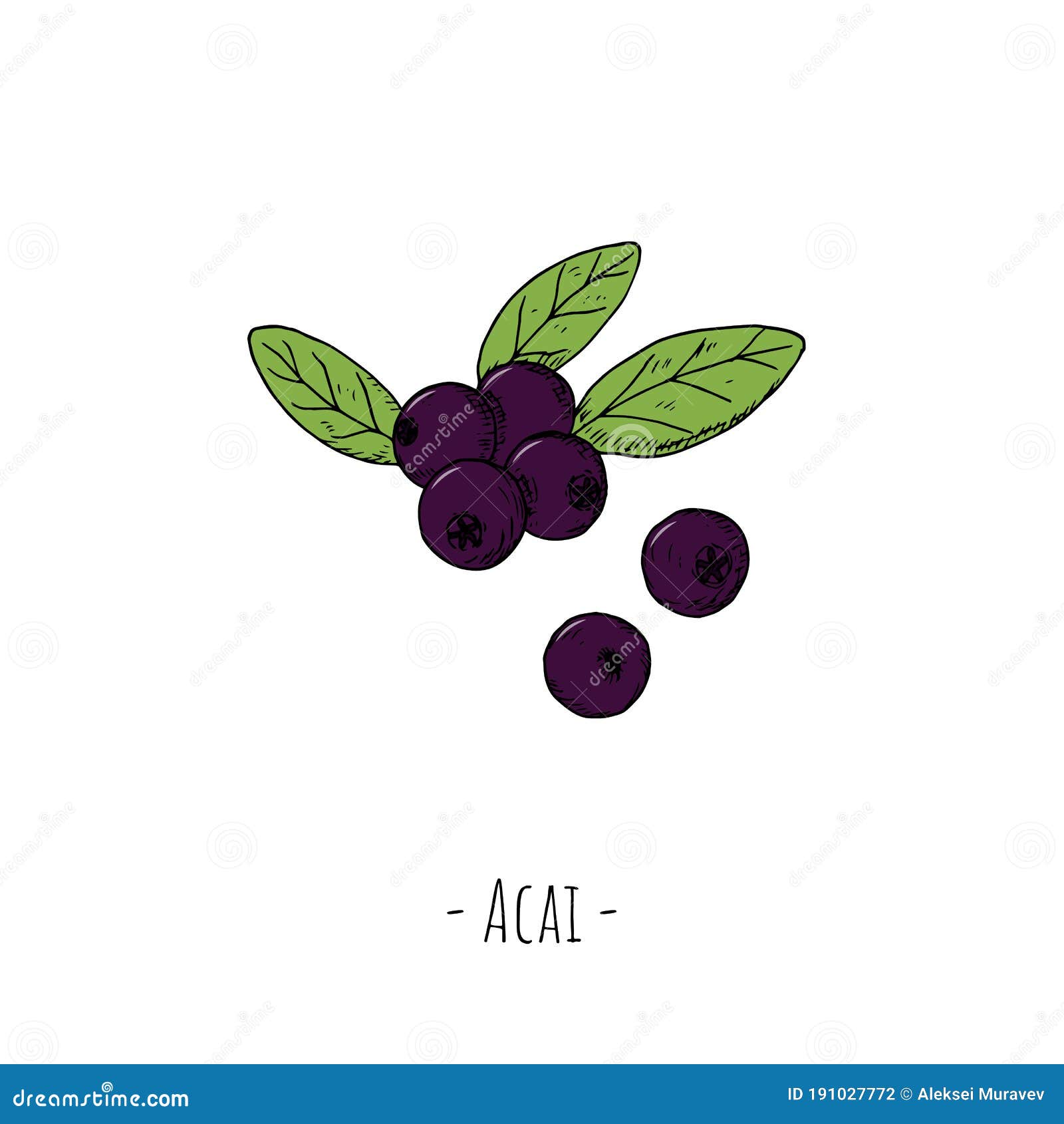 Acai Berries. Isolated Objects on White Stock Vector - Illustration of ...