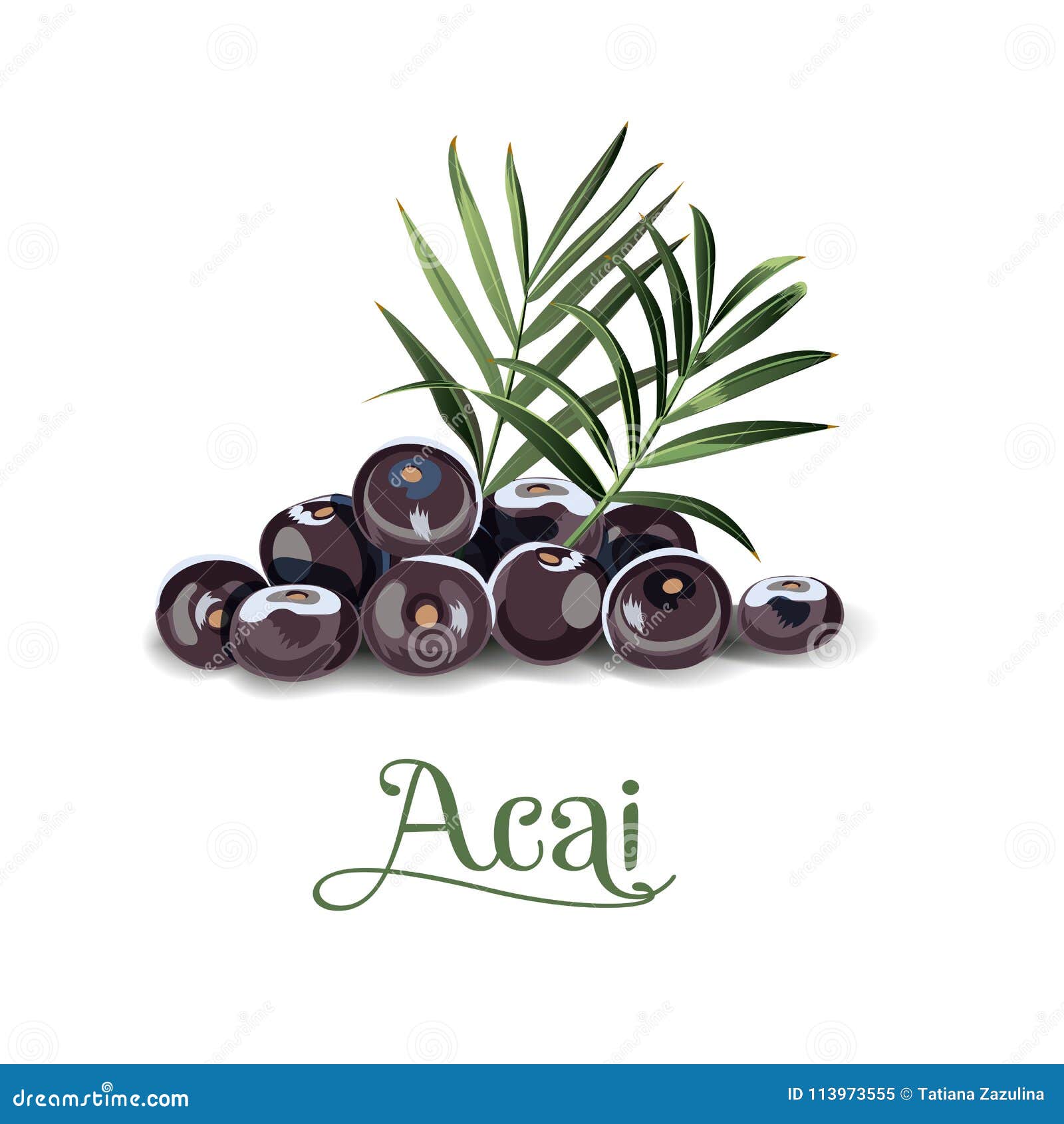 Acai berries for lables stock vector. Illustration of antioxidant ...