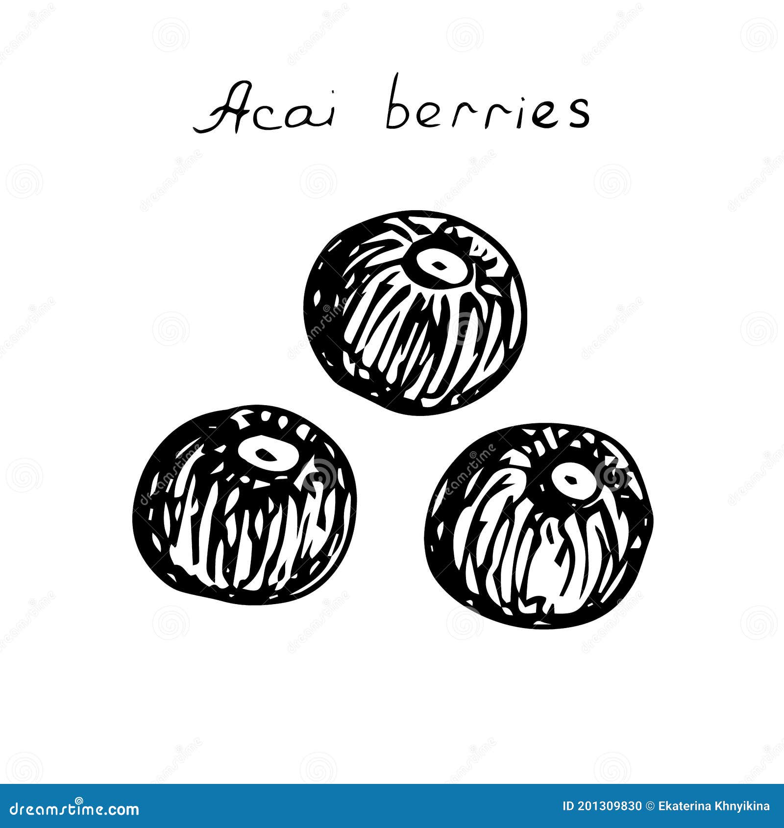 Acai Berries, Vector Illustration, Hand Drawing Stock Illustration ...