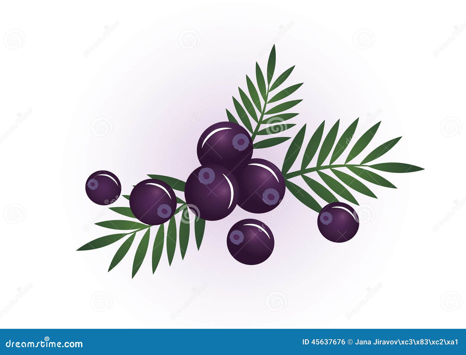 Acai berry stock illustration. Illustration of berry - 45637676