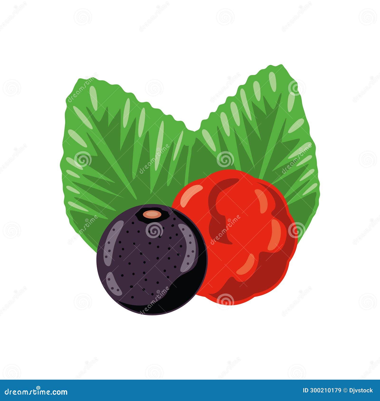 Acai exotic fruit stock illustration. Illustration of natural - 300210179