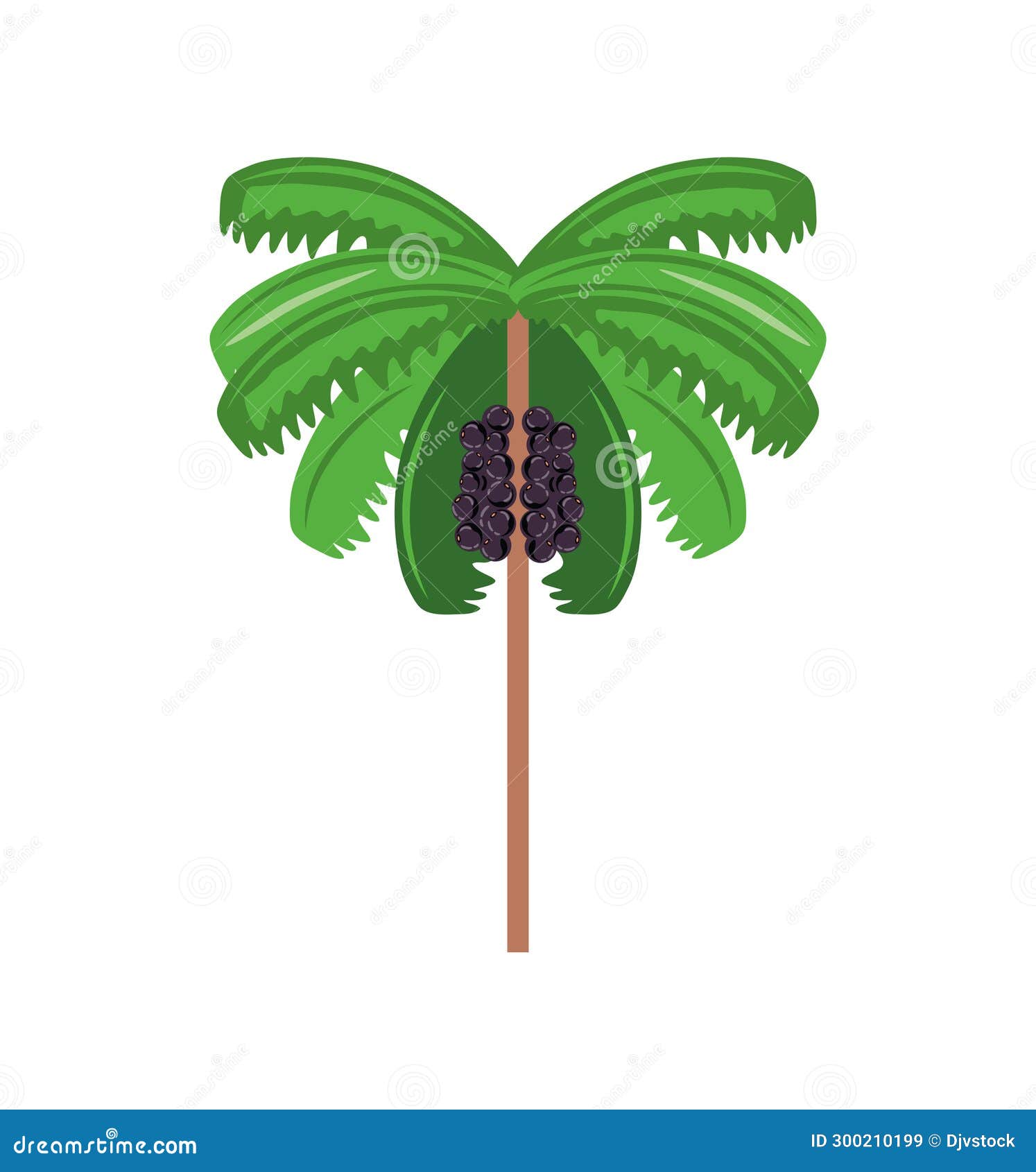 Acai fruit palm tree stock illustration. Illustration of amazon - 300210199