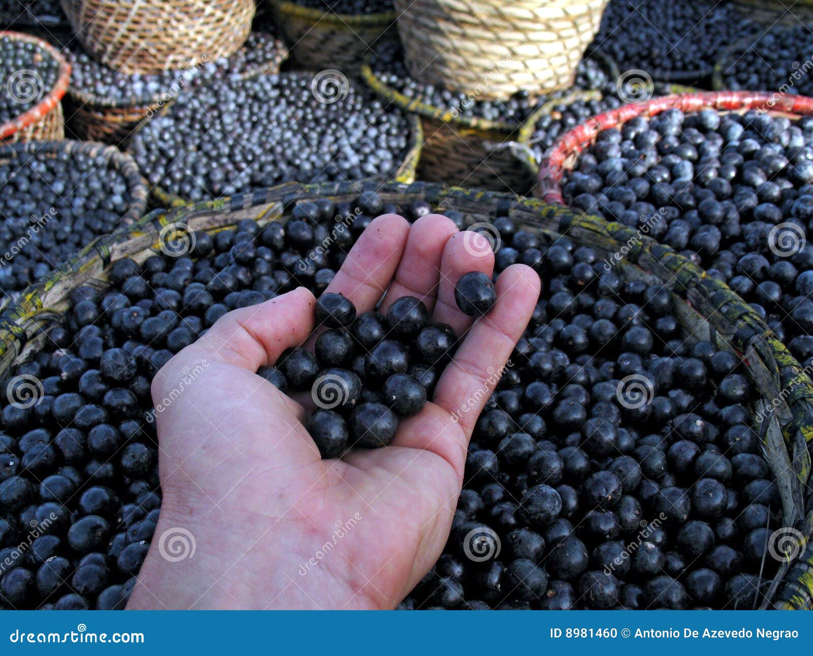 Acai in hand stock photo. Image of amazonia, acai, seeds - 8981460