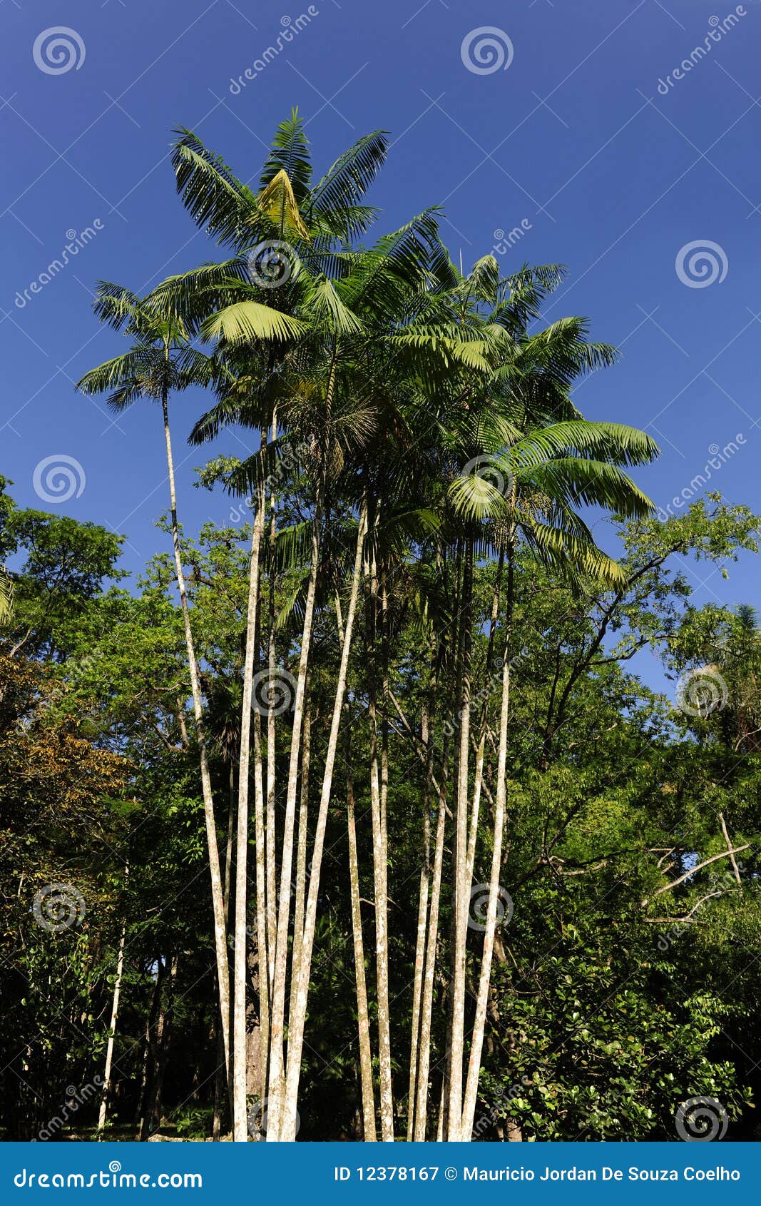 Acai Palm Tree Distribution Map