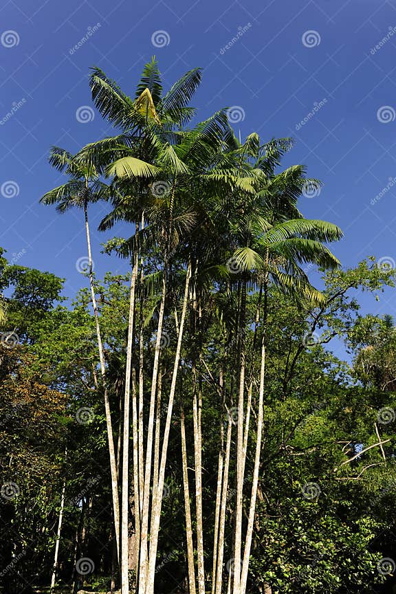 Acai palm against blue sky stock image. Image of palm - 12378167