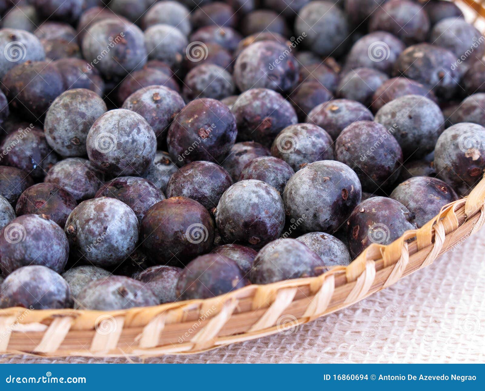 Acai seeds stock photo. Image of seeds, botany, bunch - 16860694