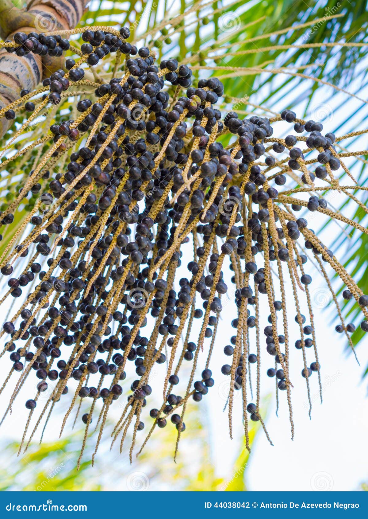 Acai Palm Tree Distribution Map