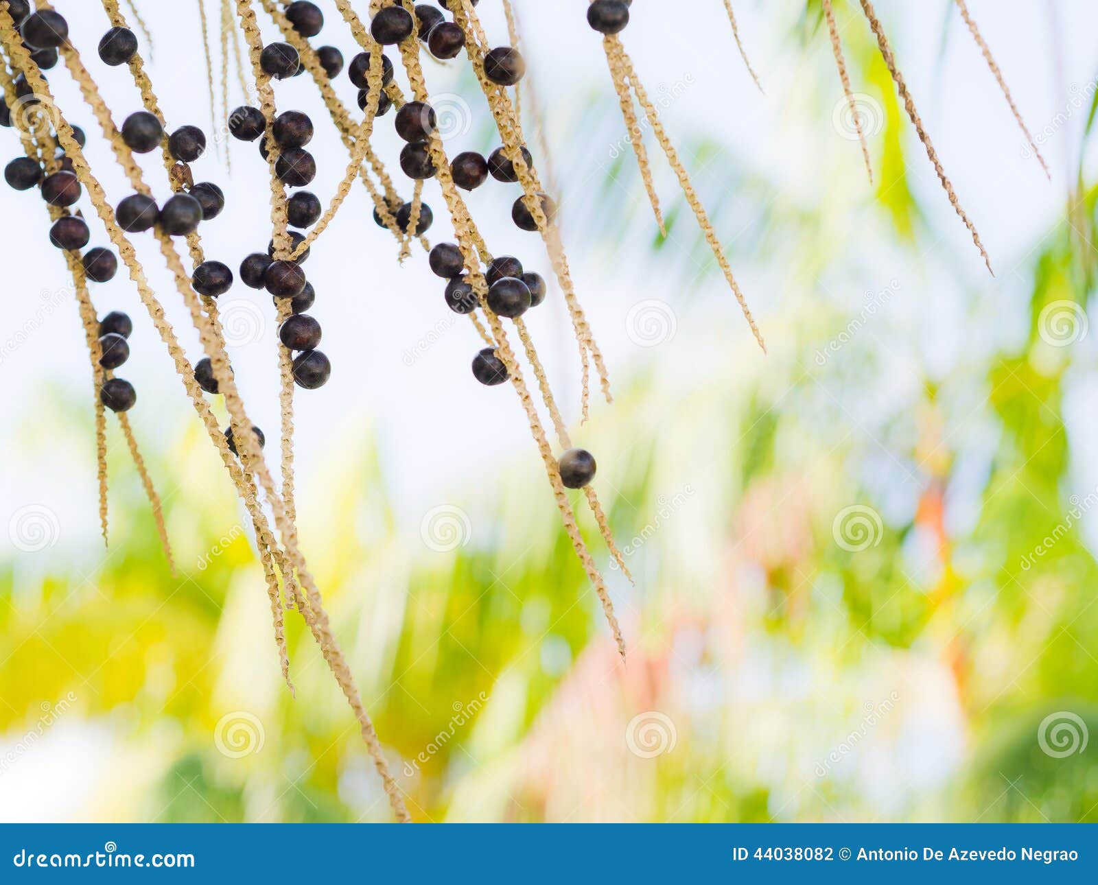 Acai stock photo. Image of berries, frond, seed, unripened - 44038082