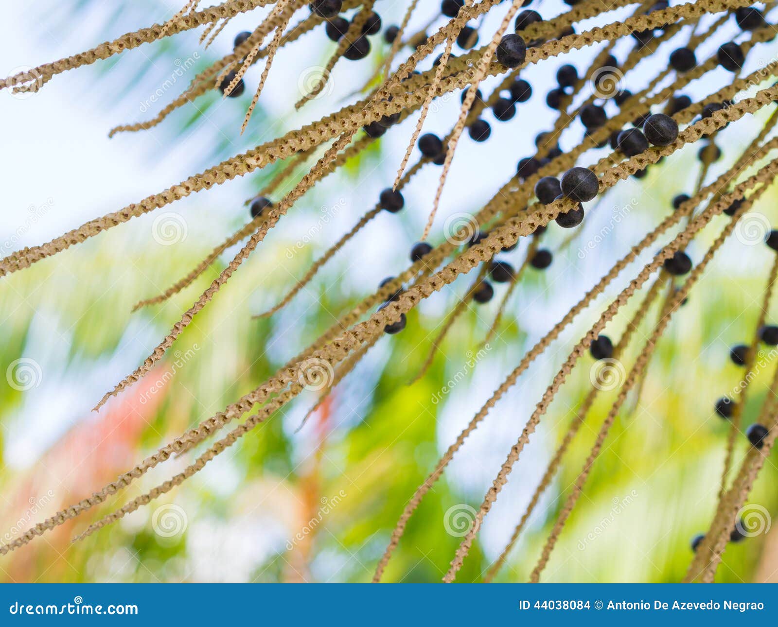 Acai stock photo. Image of forest, trees, frond, health - 44038084