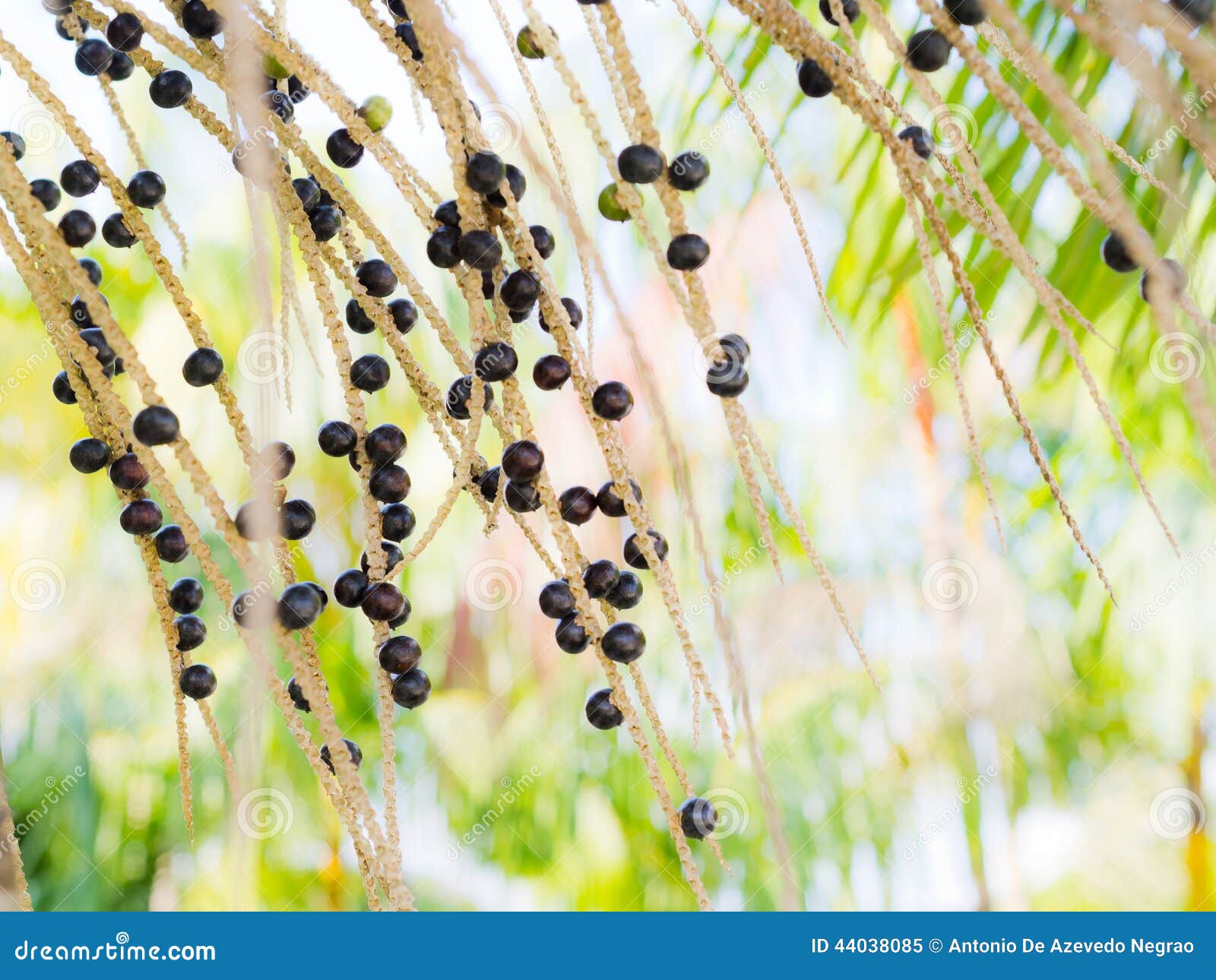 Acai stock image. Image of acai, seeds, leaf, health - 44038085