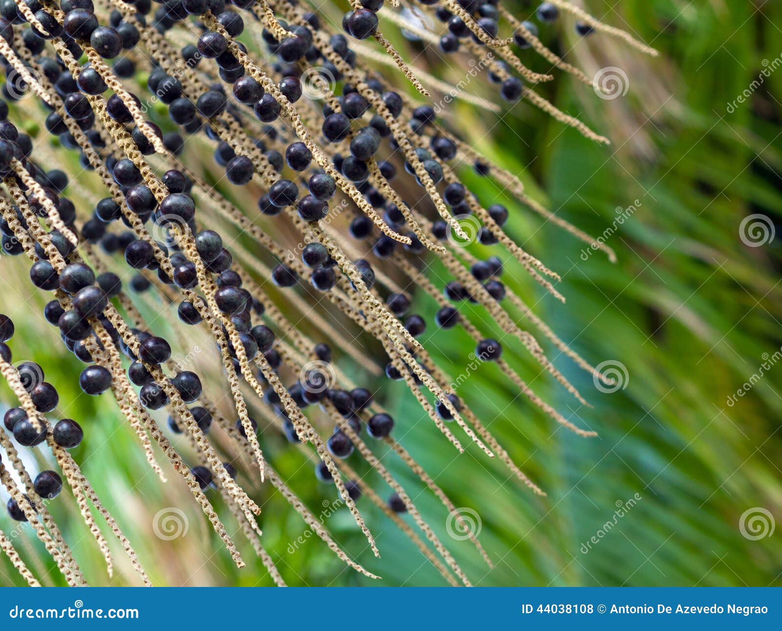 Acai stock photo. Image of healthy, botany, tropical - 44038108