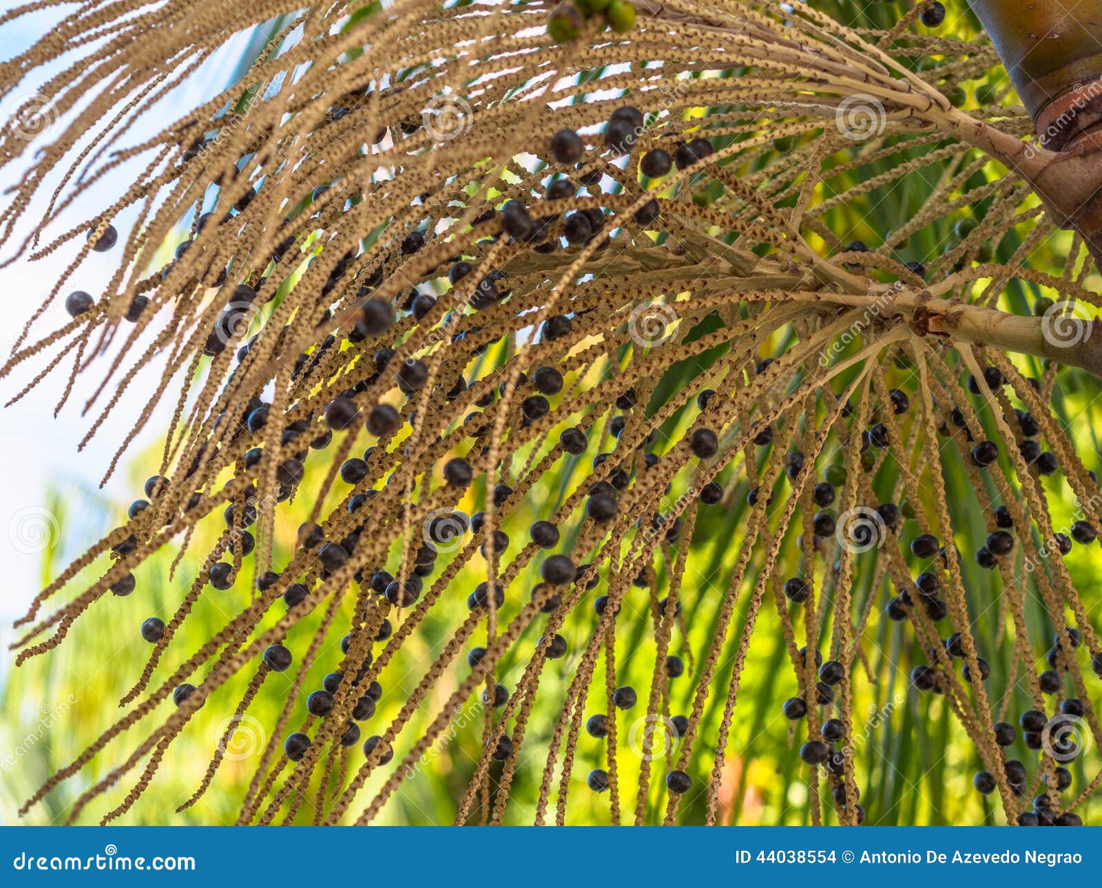 Acai stock photo. Image of clump, energy, cluster, nature - 44038554