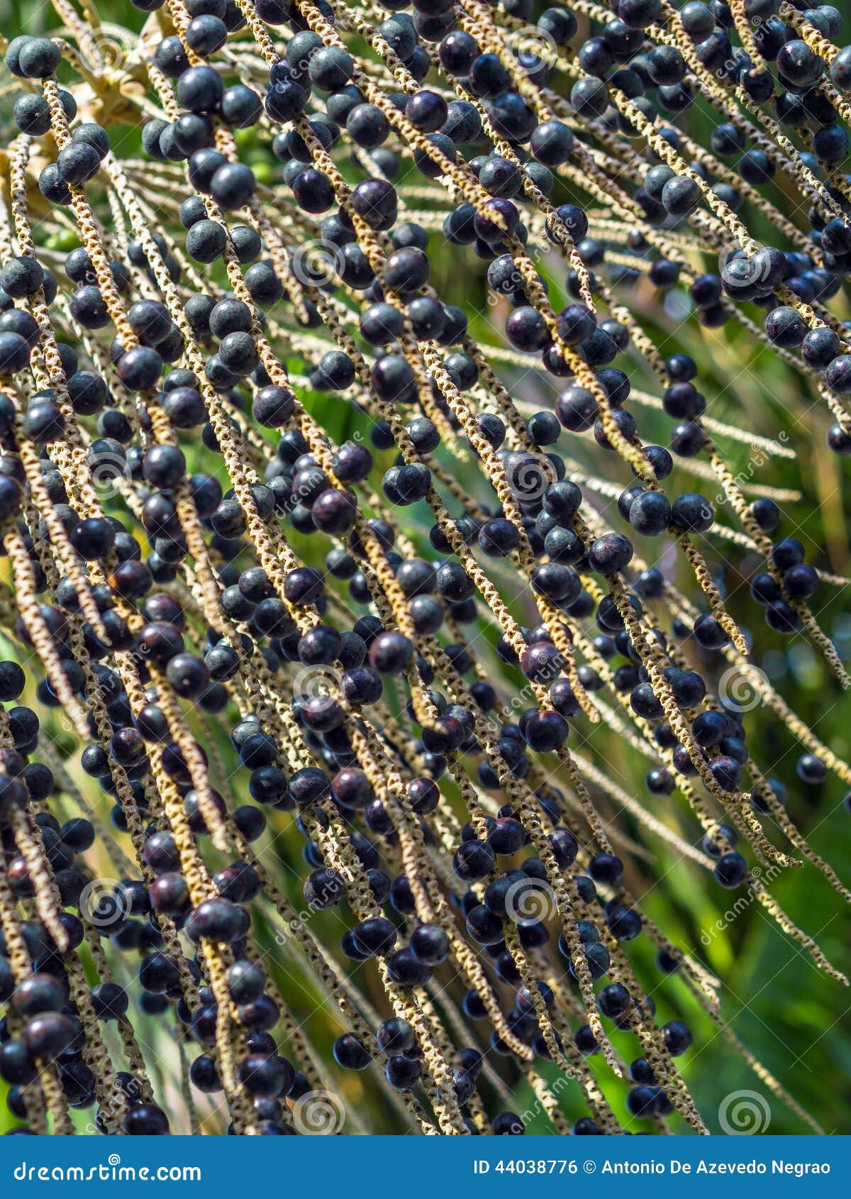 Acai stock photo. Image of amazonia, berries, nature - 44038776