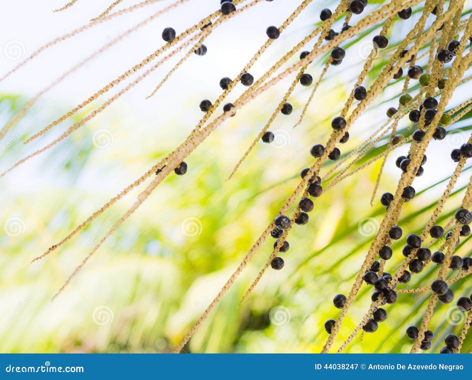 Acai stock image. Image of acai, botanical, cluster, trees - 44038247