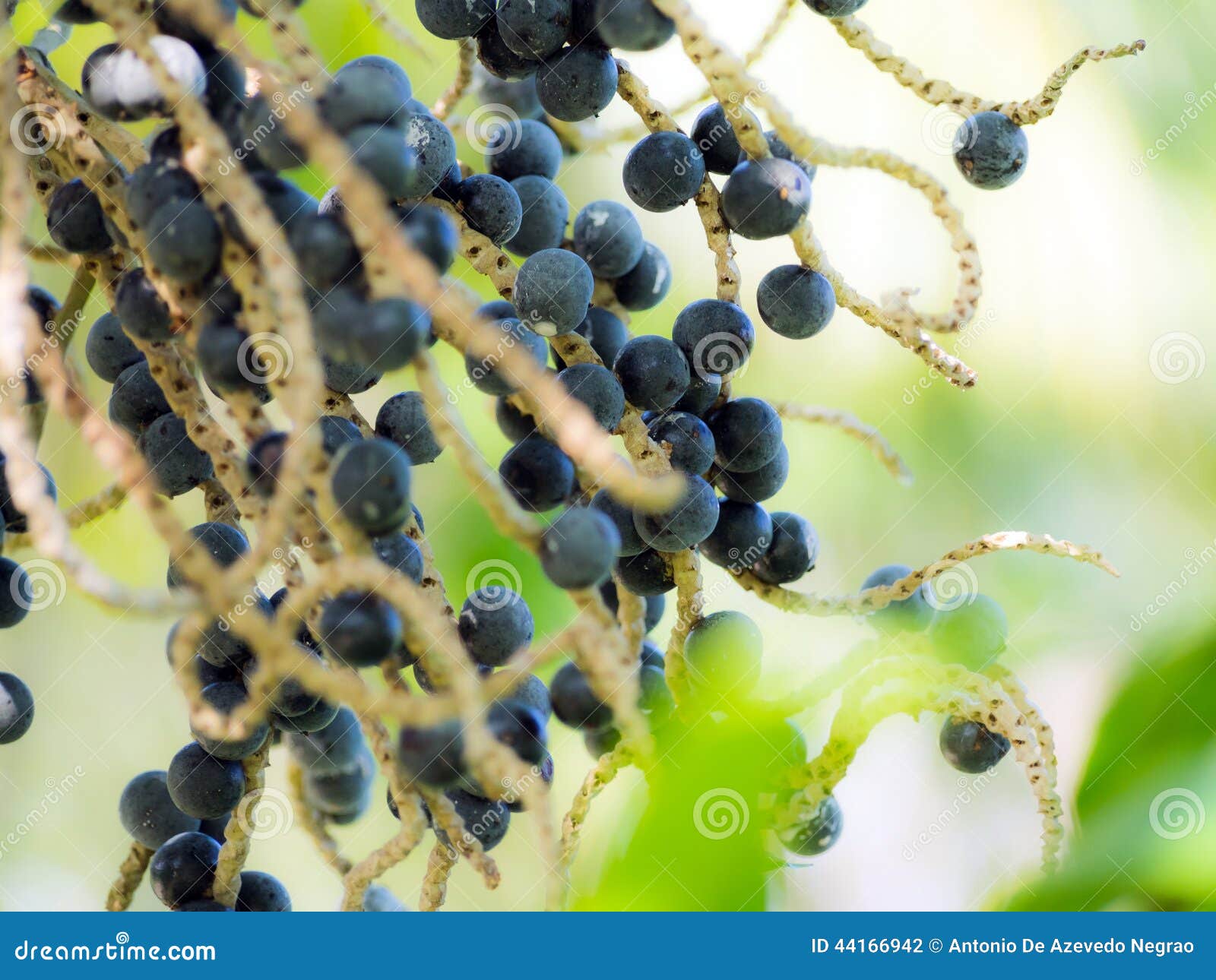 Acai stock photo. Image of palm, bundle, bunch, forest - 44166942