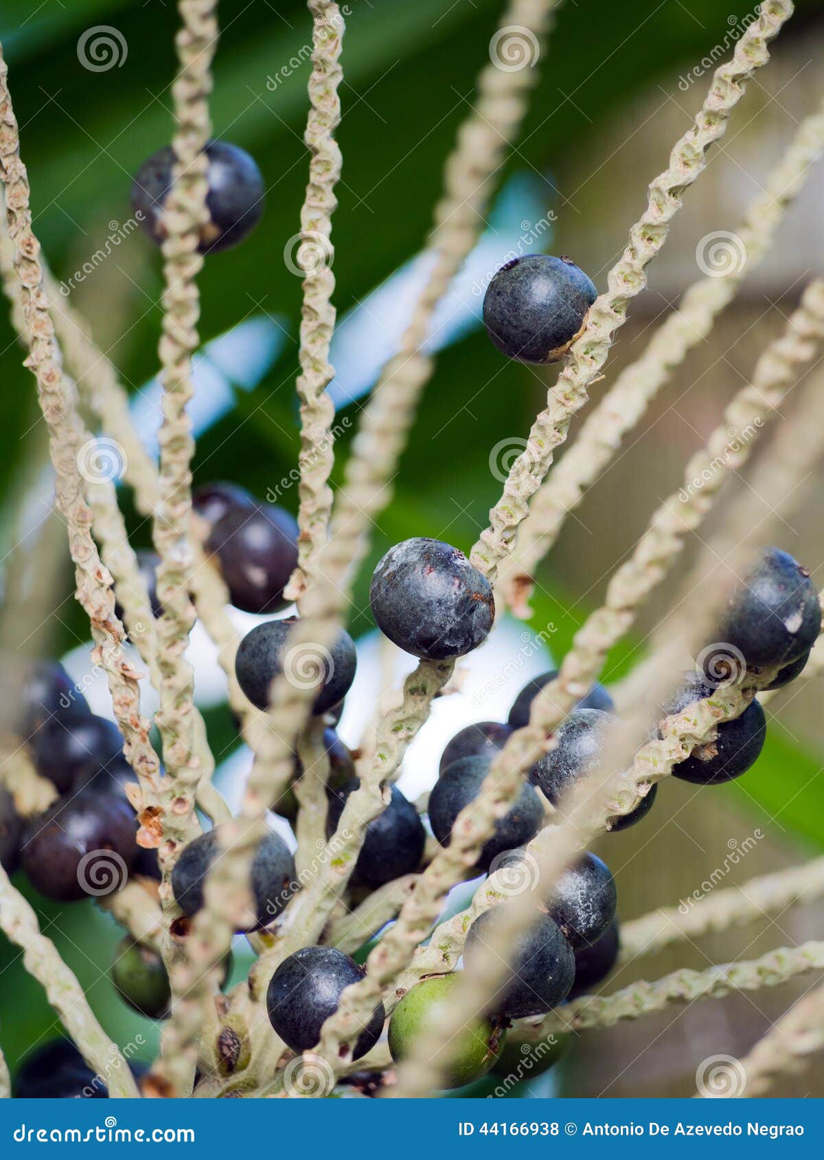Acai stock photo. Image of tree, seed, botany, palms - 44166938