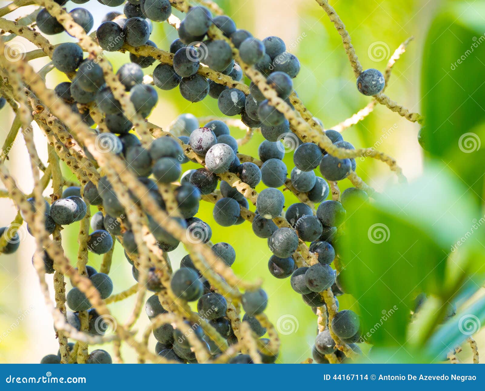 Acai stock photo. Image of energy, brazil, unripened - 44167114