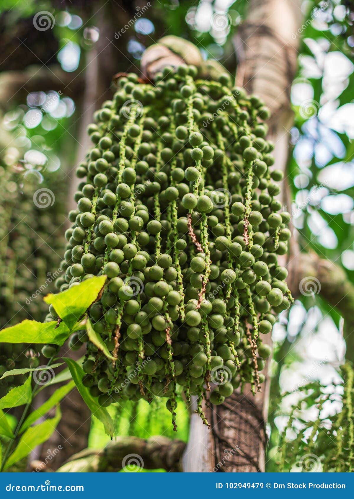 Acai verde imagen de archivo. Imagen de follaje, euterismo - 102949479