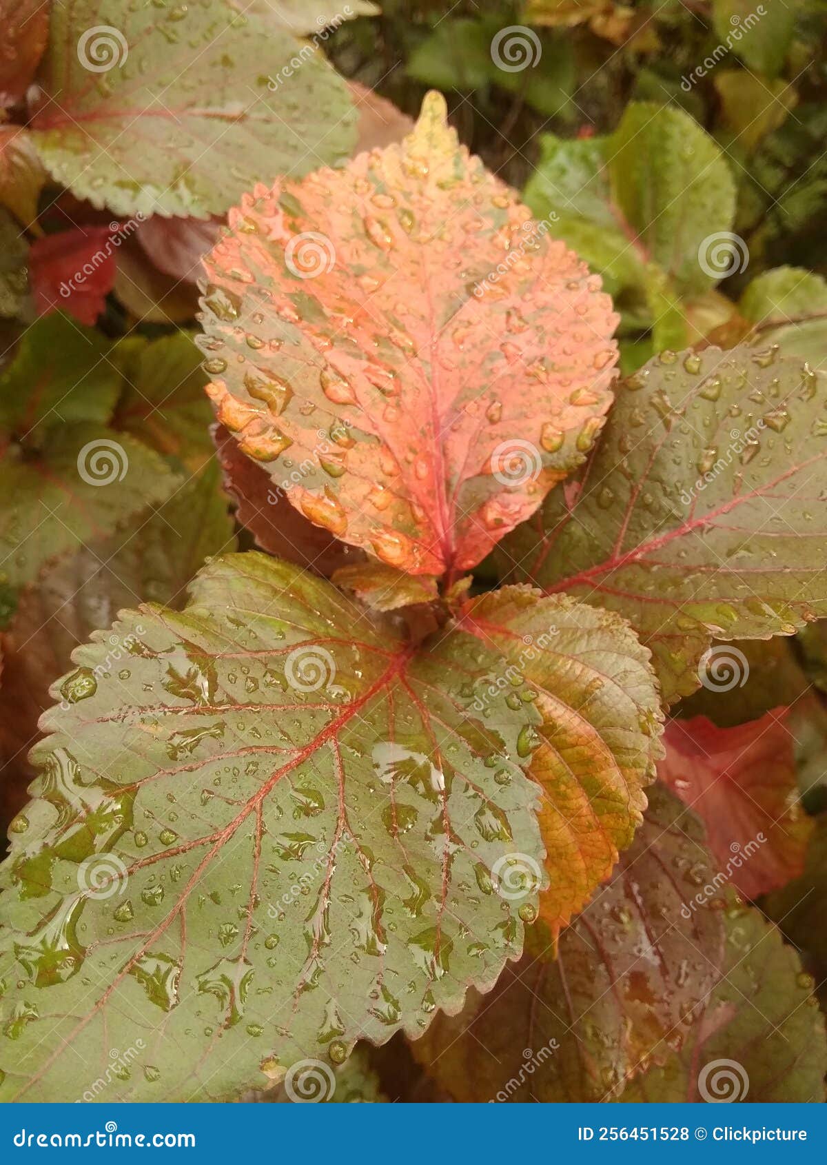 Acalypha Copper Leaf in Water Drop with Nature Stock Photo - Image of ...