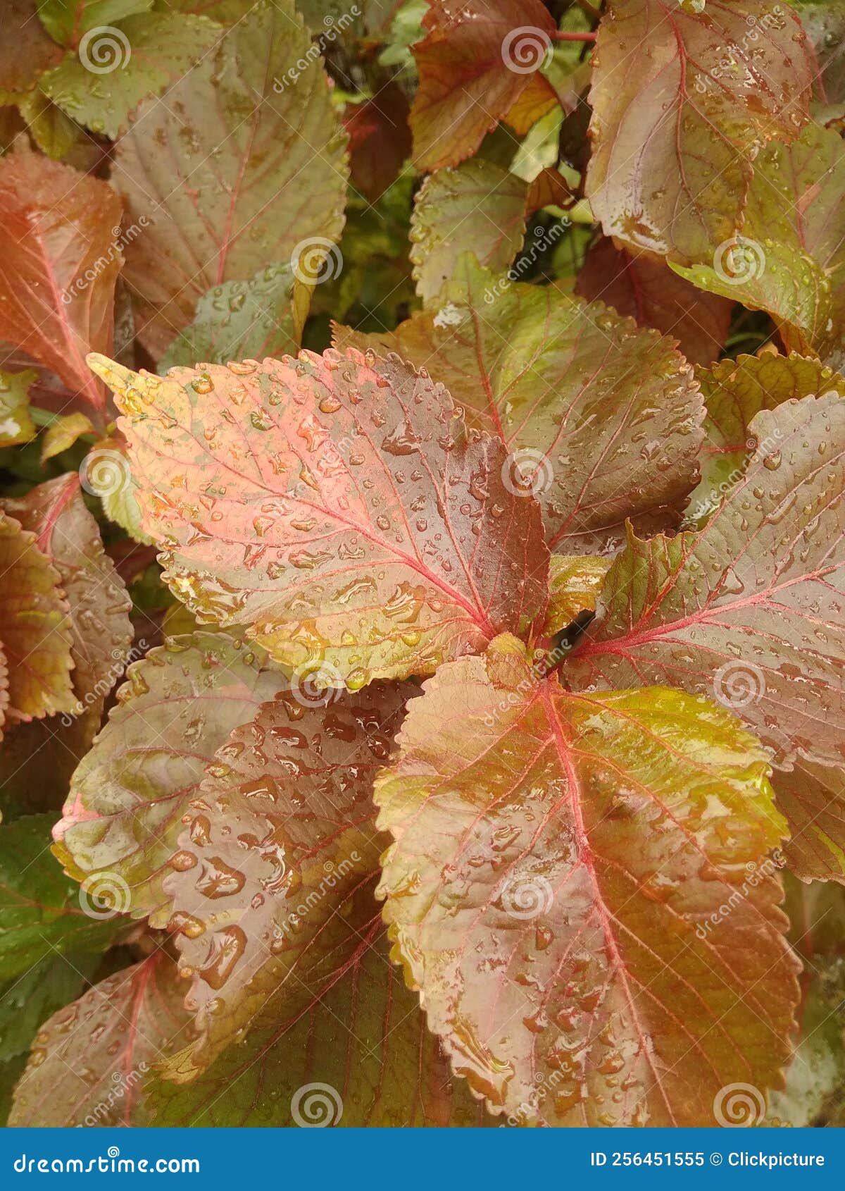 Acalypha Copper Leaf in Water Drop with Nature Stock Image - Image of ...
